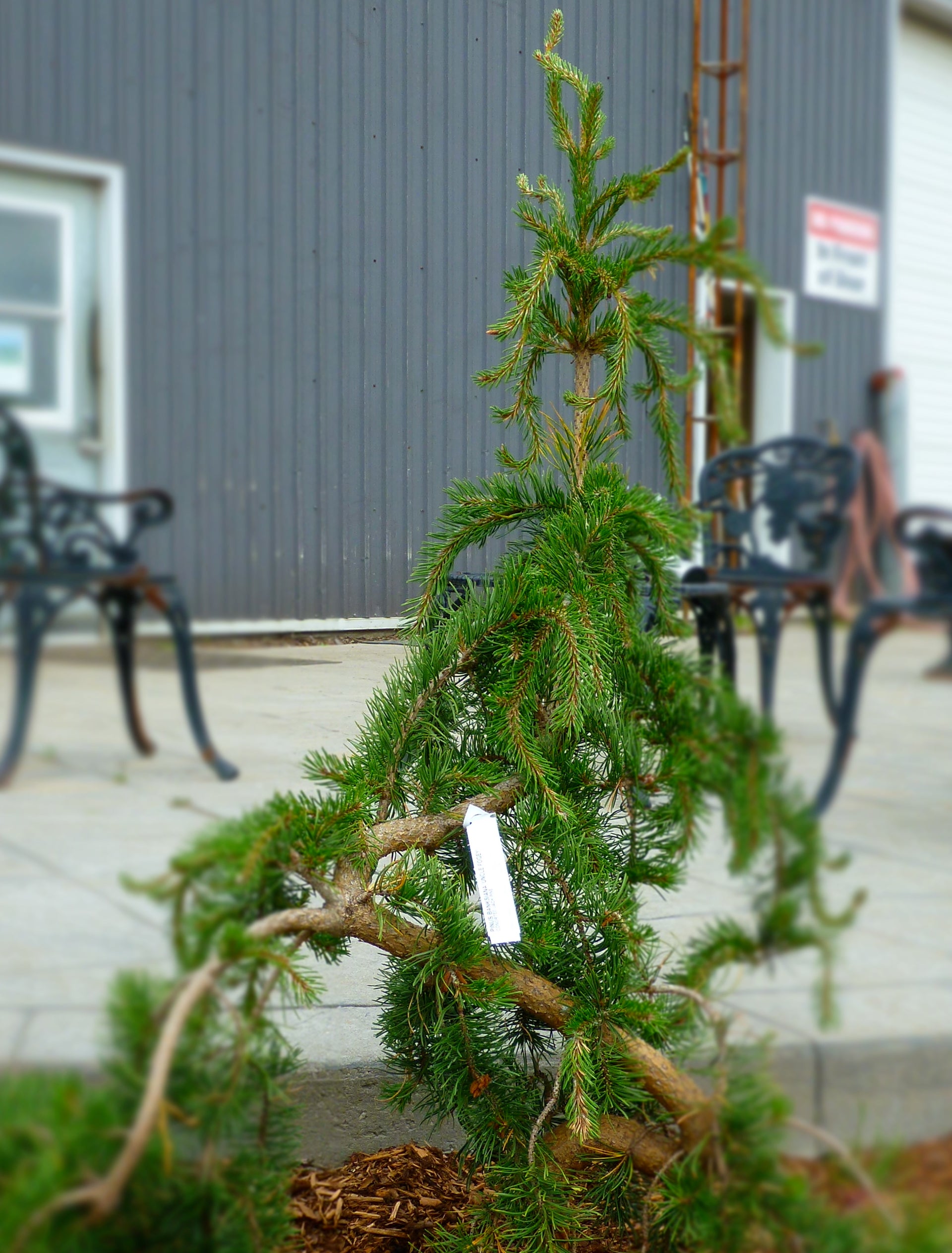 Uncle Fogy Jack Pine – GardenTap