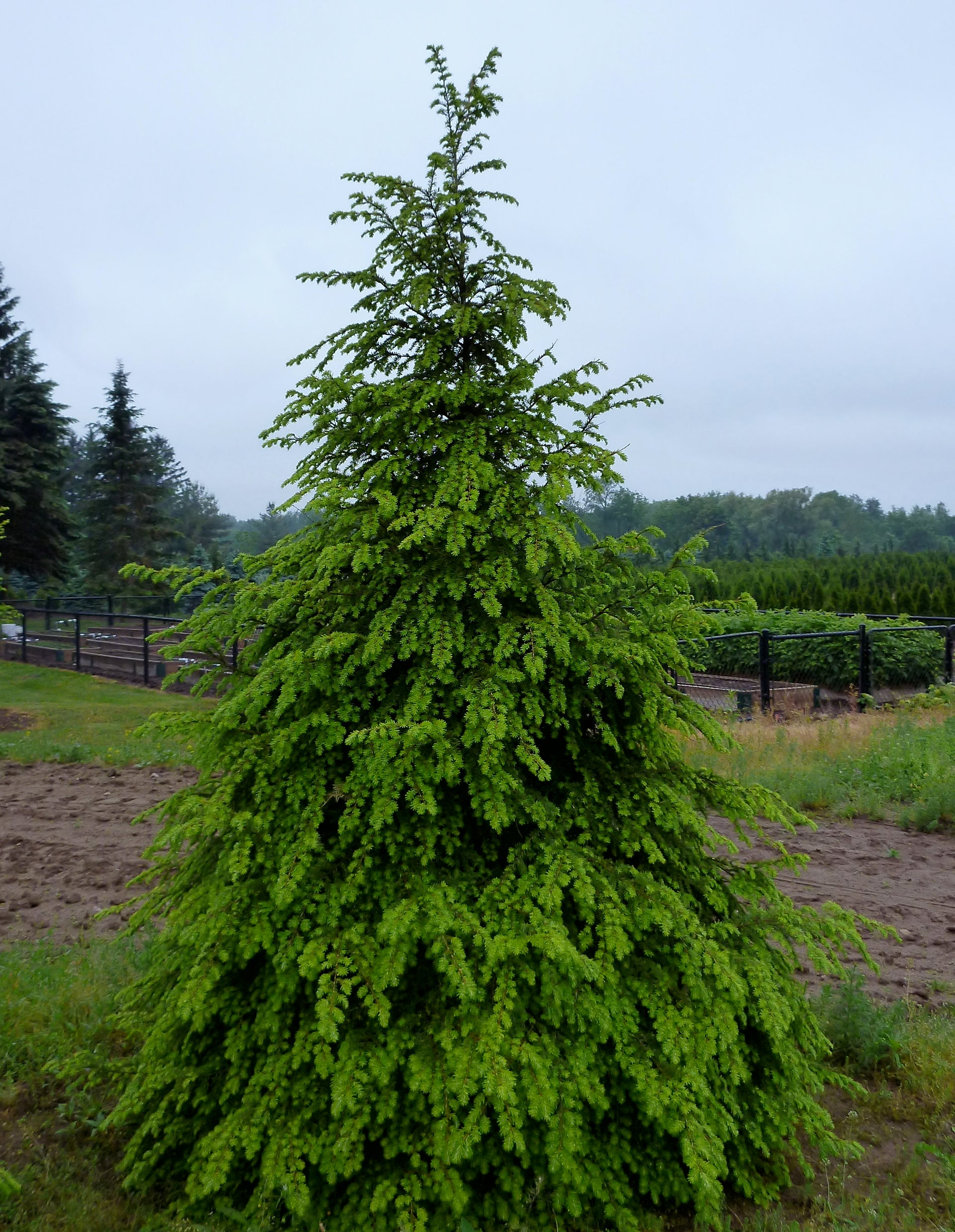 Eastern Hemlock Tree Leaves Eastern Hemlock | Trees Canadensis