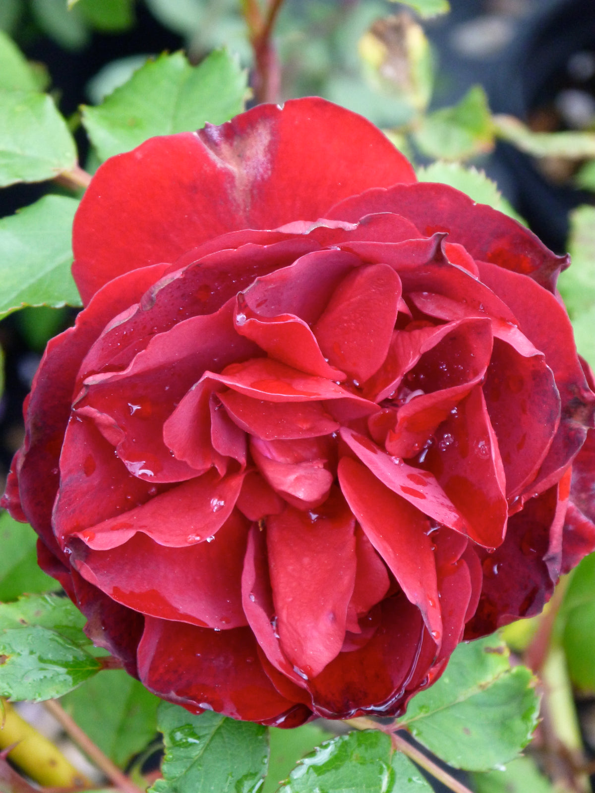 Hope for Humanity Rose – GardenTap