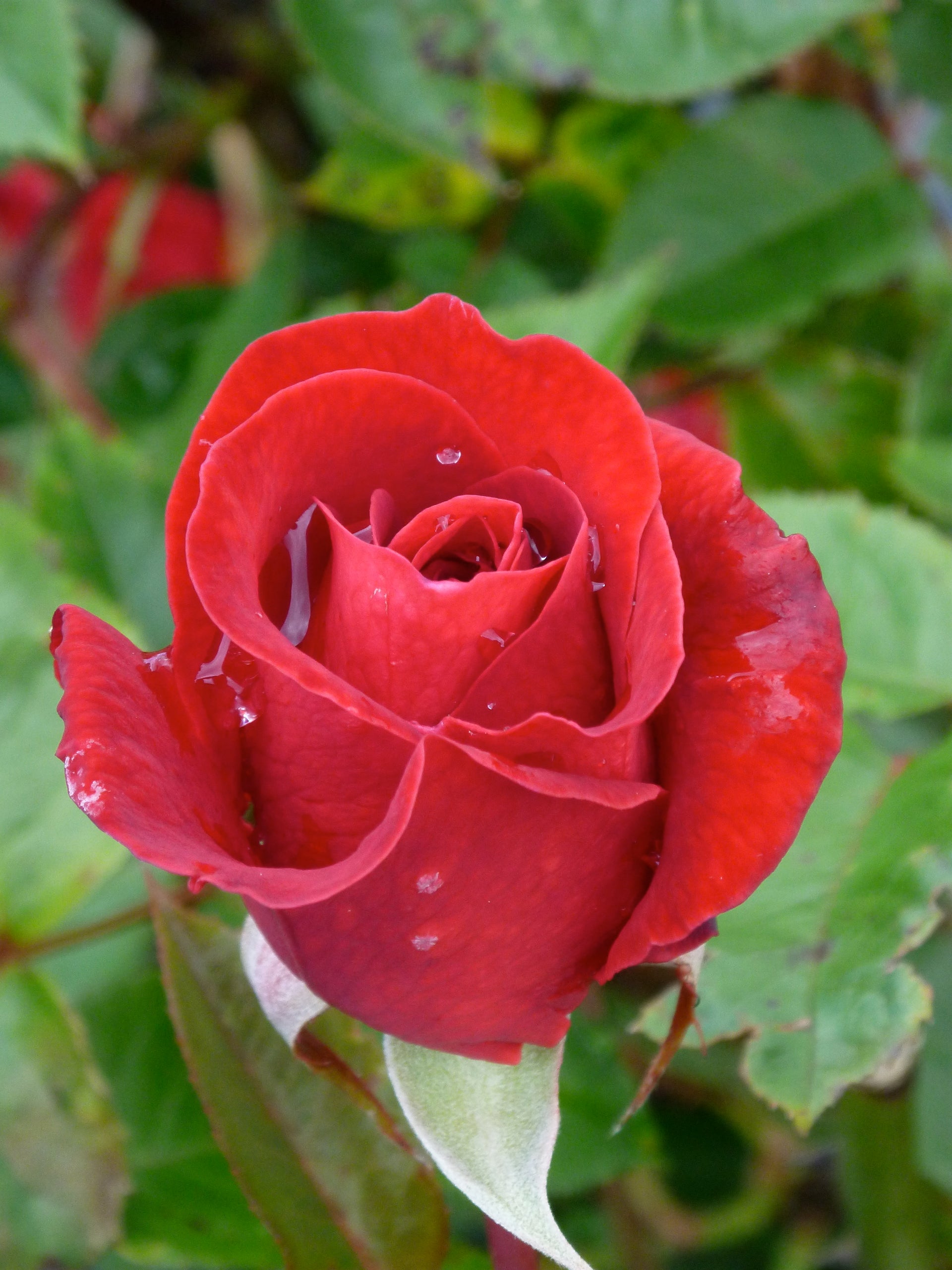 Kashmir Rose – GardenTap