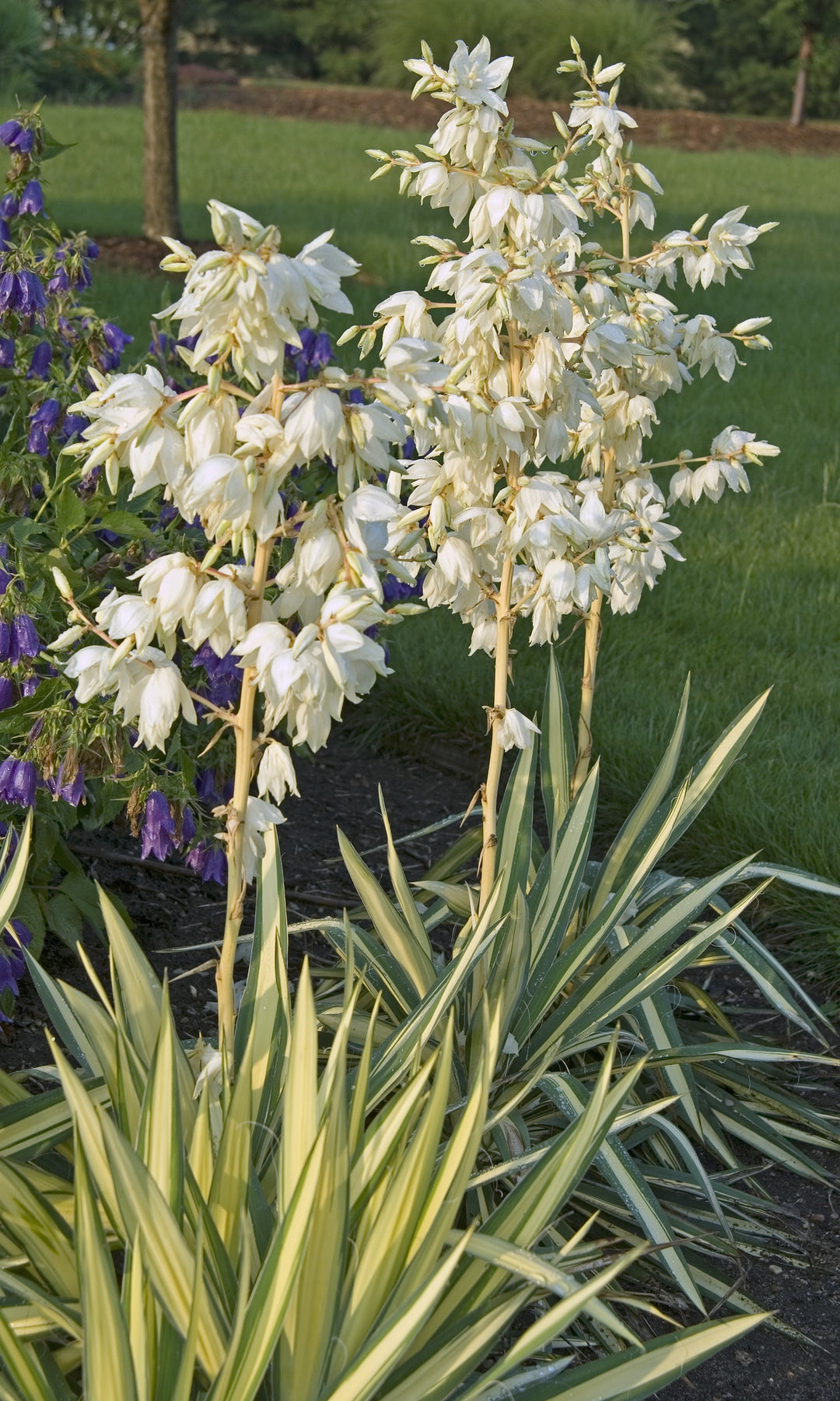 Colour Guard Yucca – GardenTap