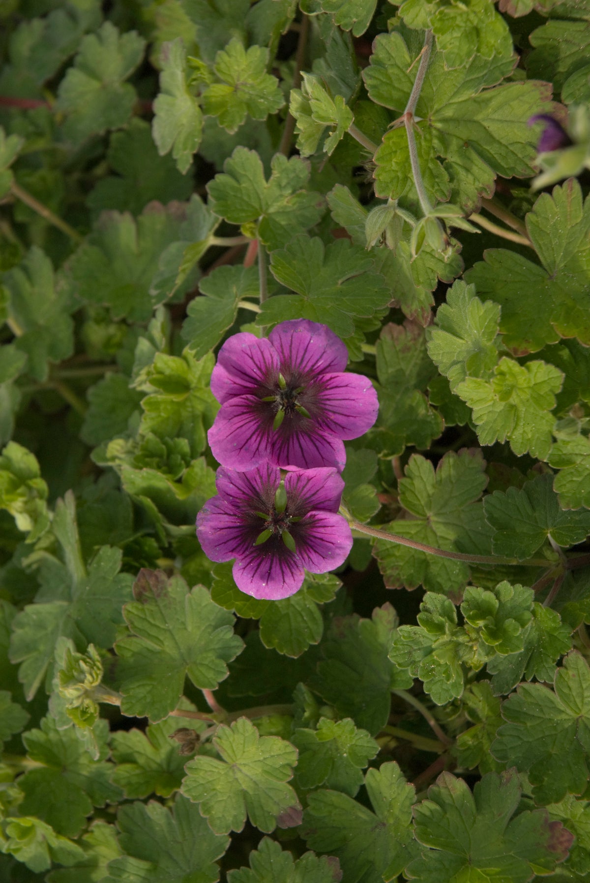 Cranesbill – GardenTap