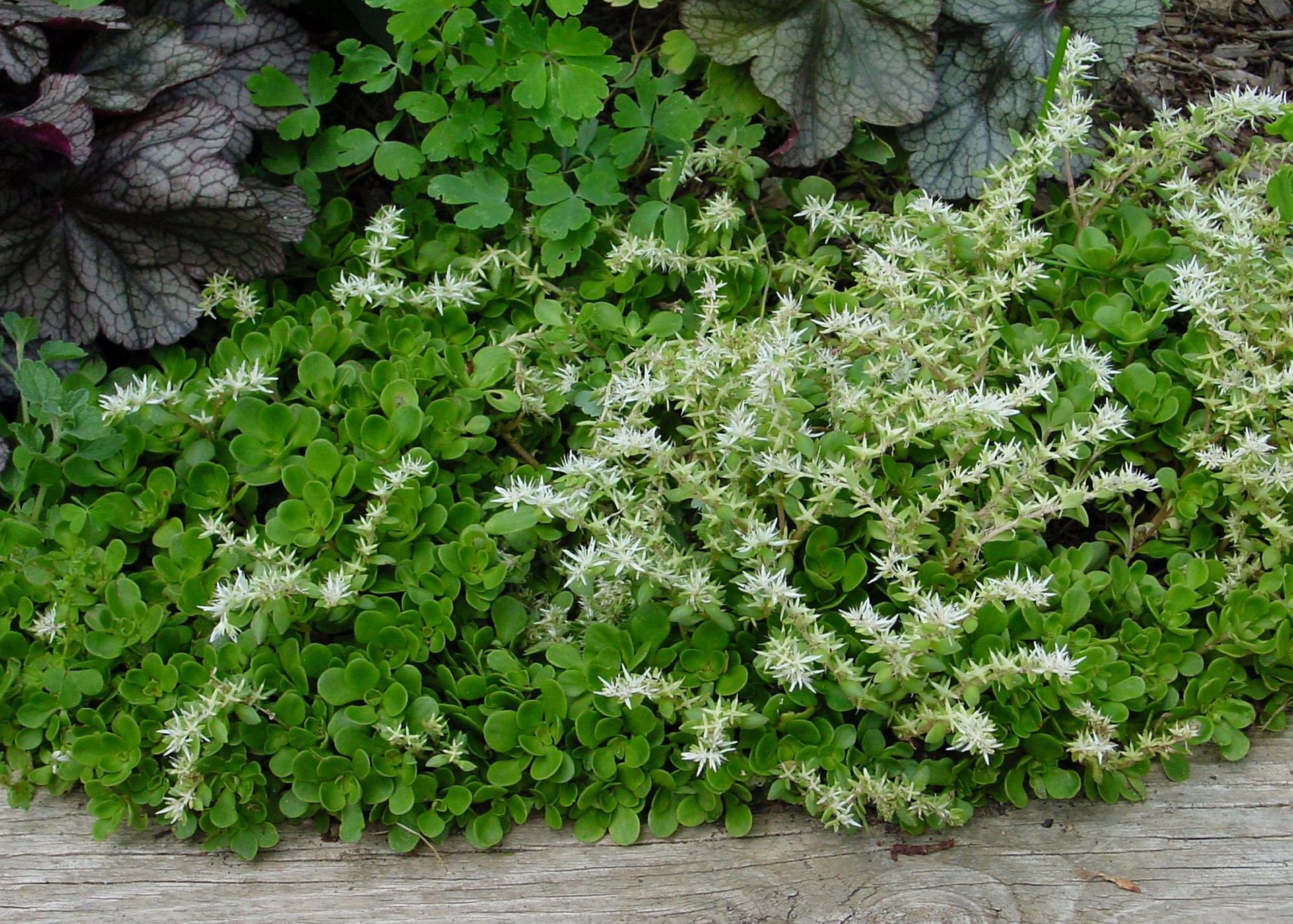 Woodland Stonecrop – GardenTap