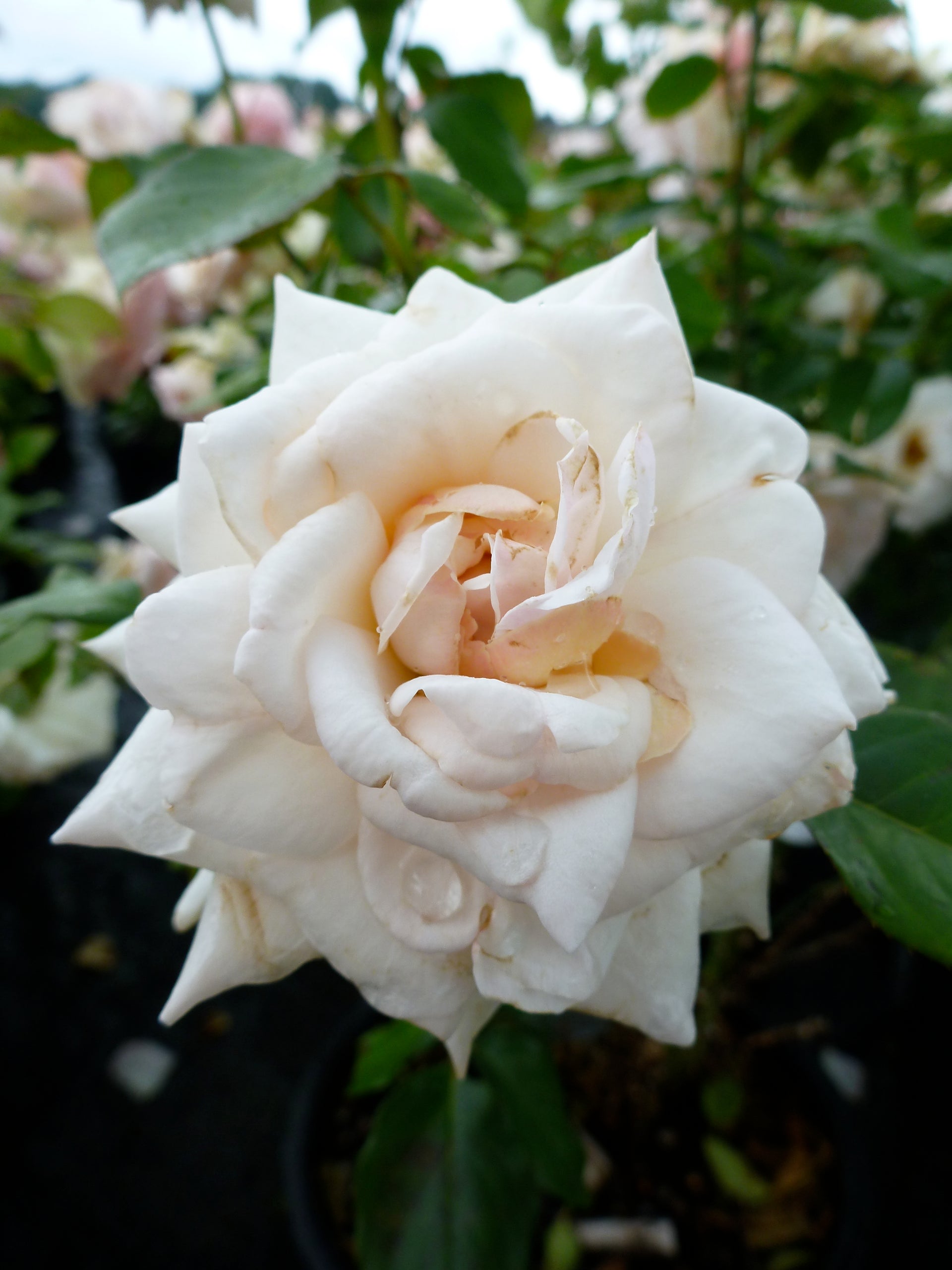 Swan Lake Rose – GardenTap