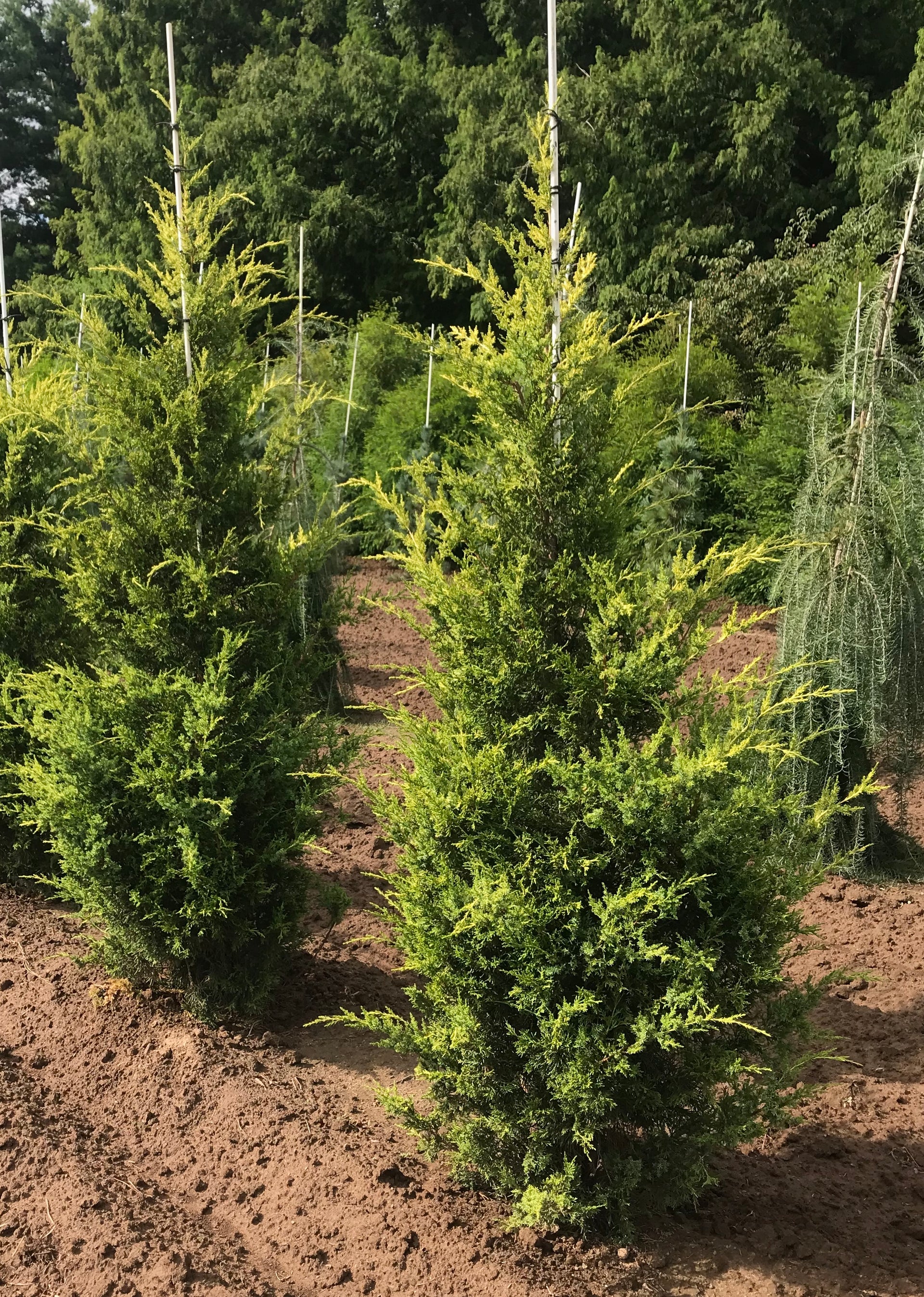 Mac's Golden Juniper – GardenTap