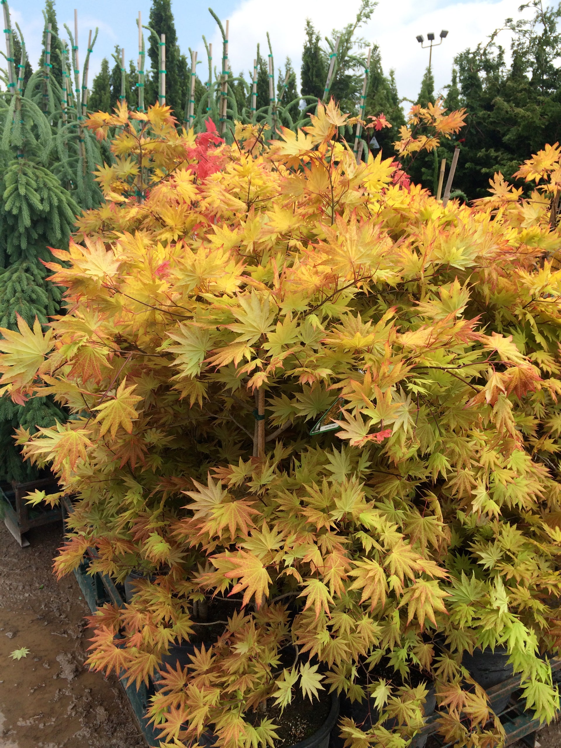 Autumn Moon Full Moon Maple – GardenTap