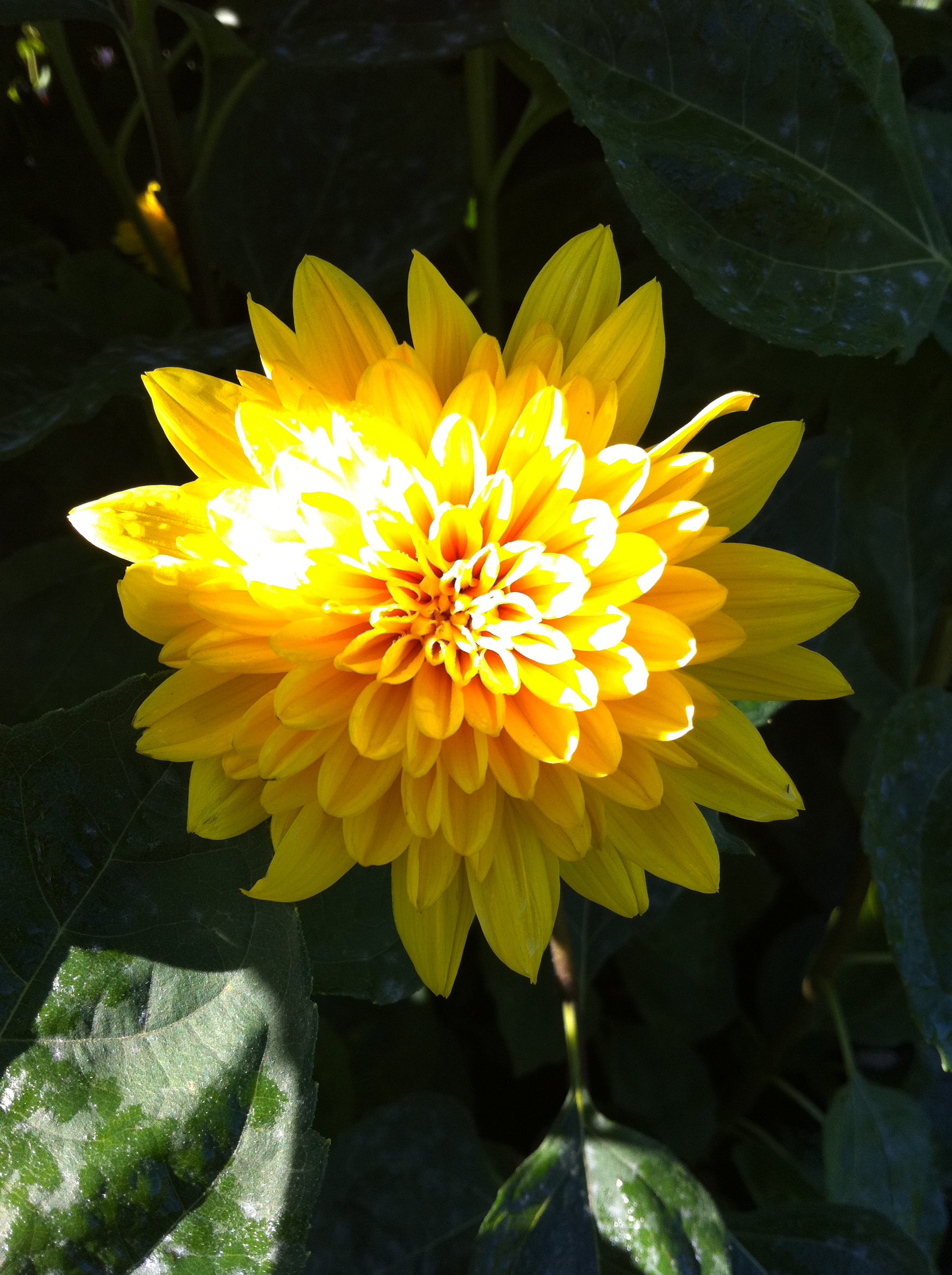 Sunshine Daydream Sunflower – GardenTap