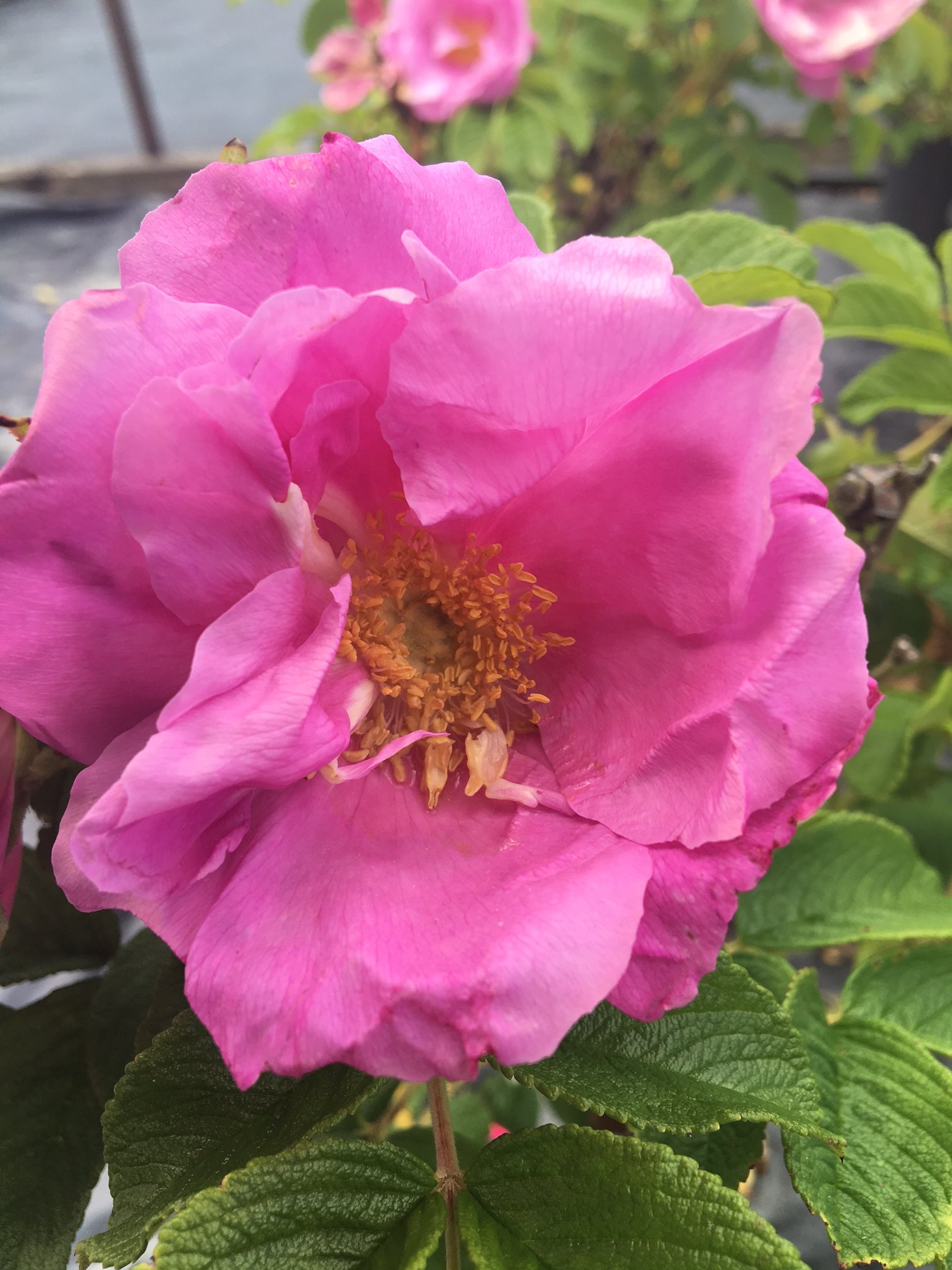 Dwarf Pavement Rose – GardenTap