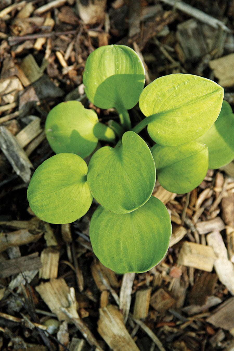Plantain Lily – GardenTap