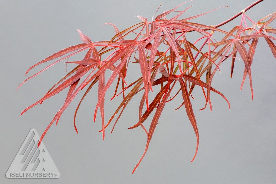 Red Pygmy Japanese Maple – GardenTap