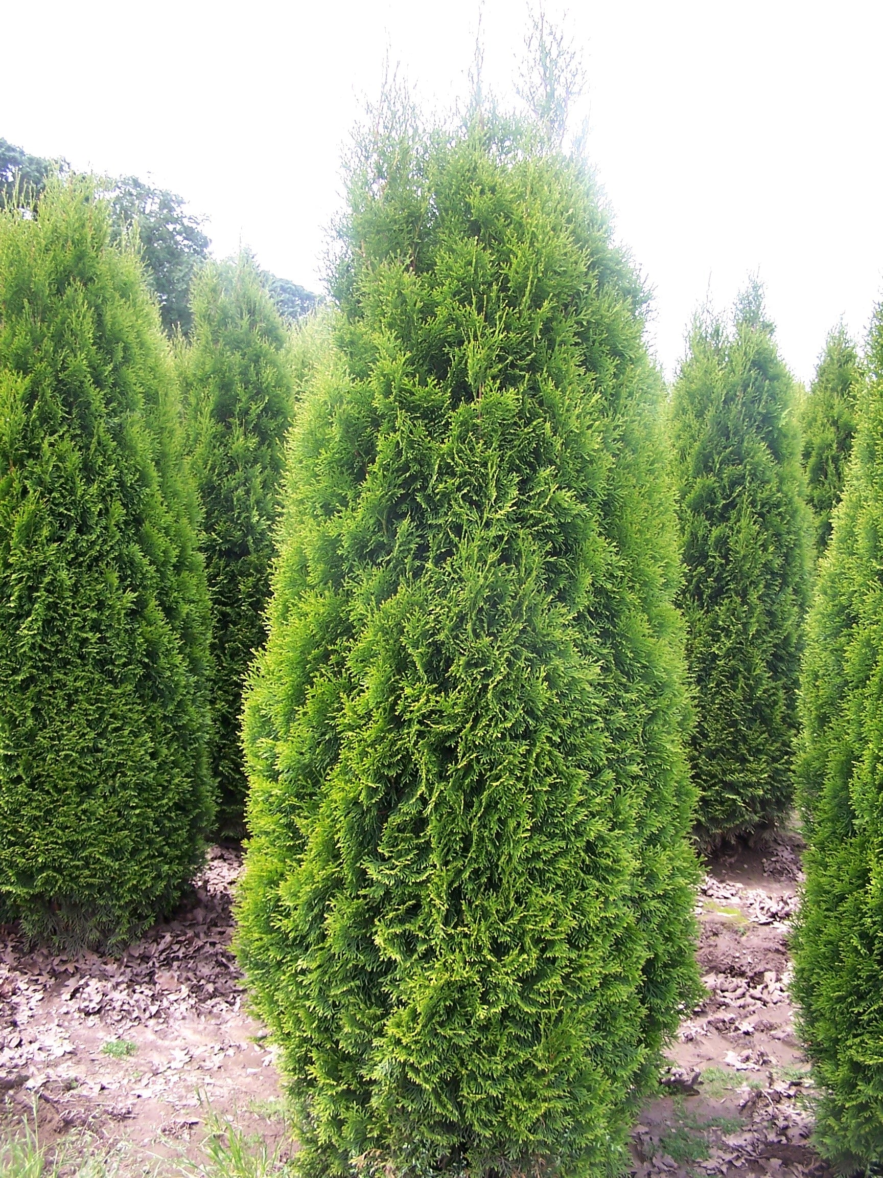 Brandon Pyramidal Cedar – GardenTap