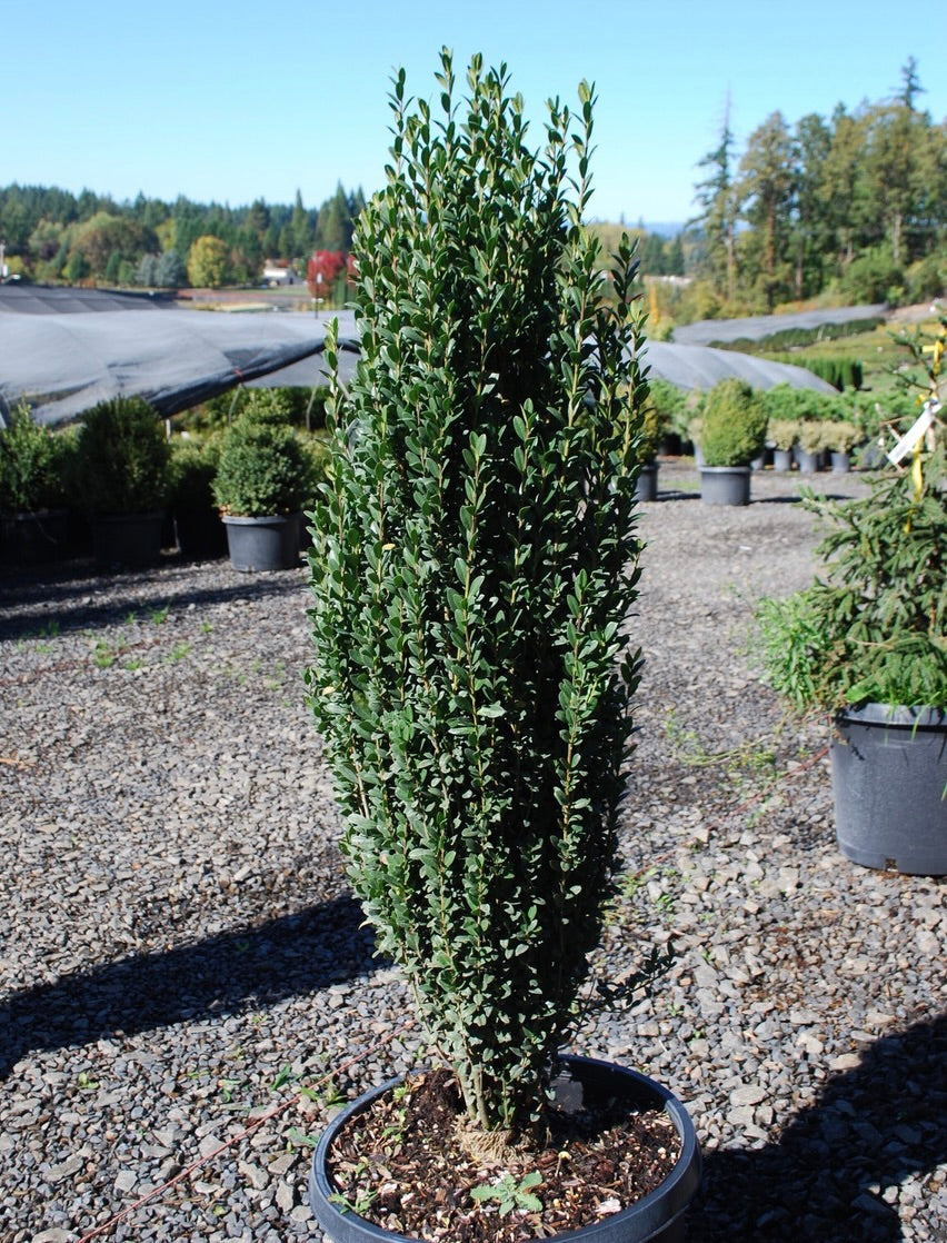 Japanese Holly – GardenTap