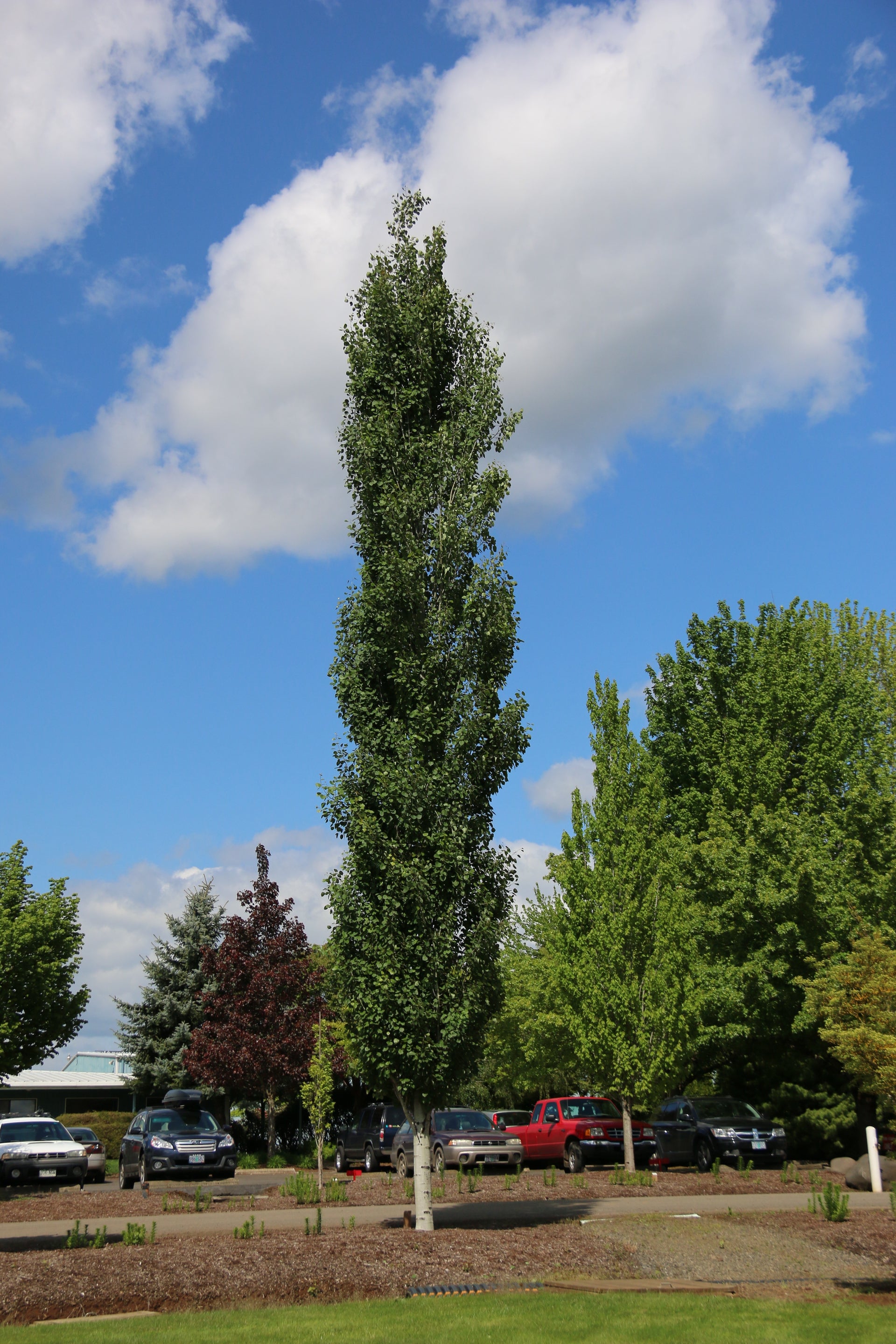 Mountain Sentinel® Poplar – GardenTap