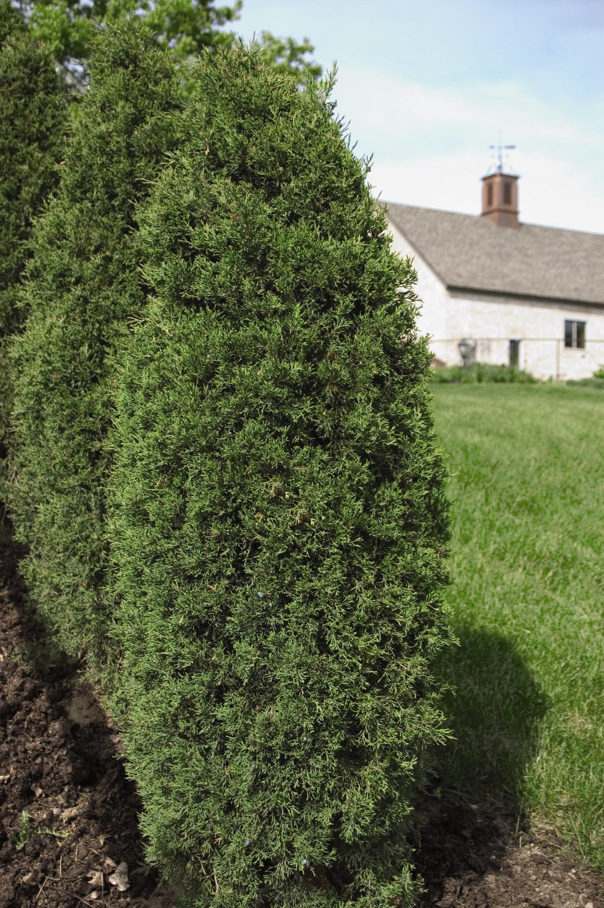 Taylor Eastern Red Cedar – GardenTap
