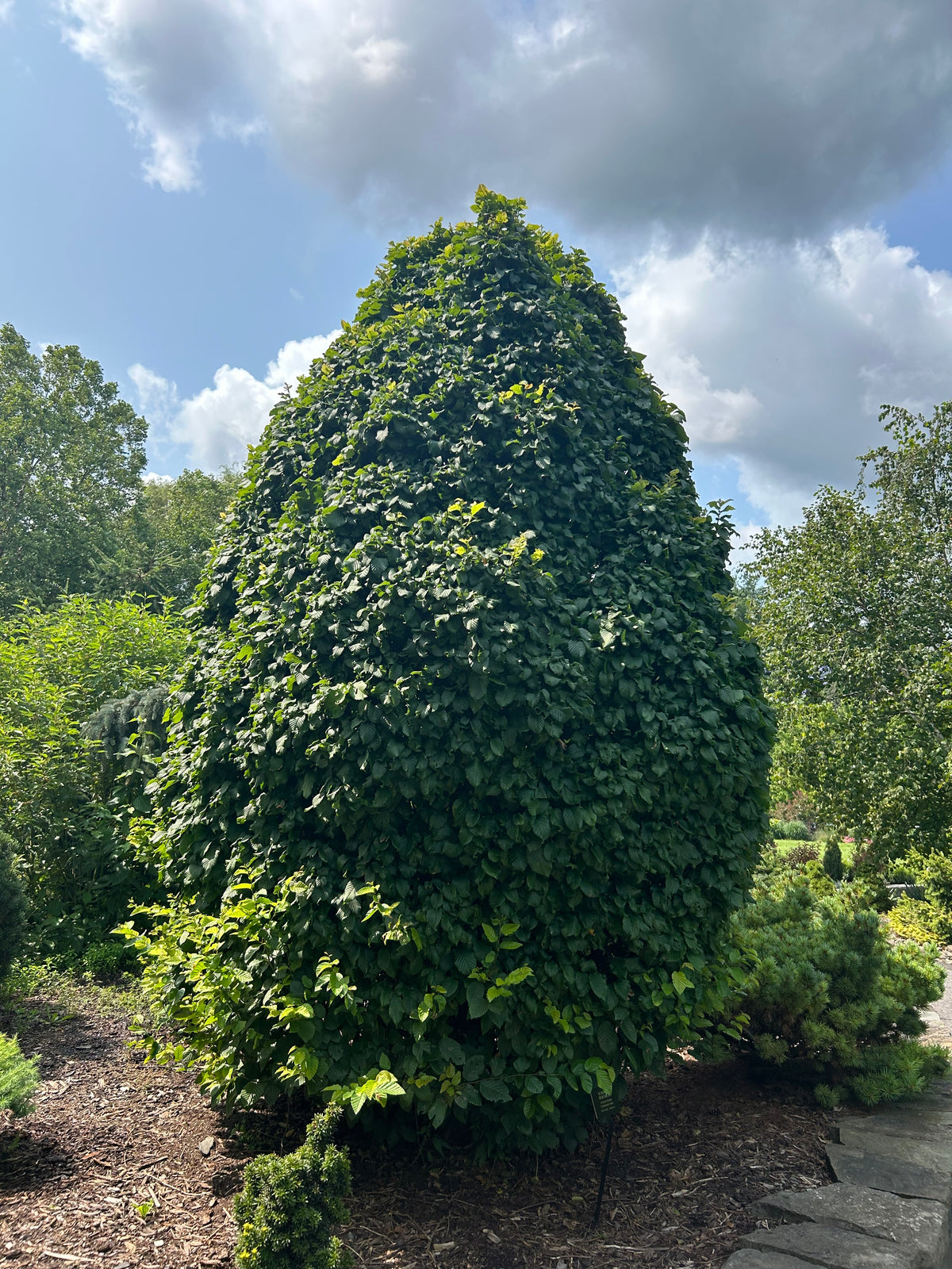 Dwarf Columnar Hornbeam – GardenTap