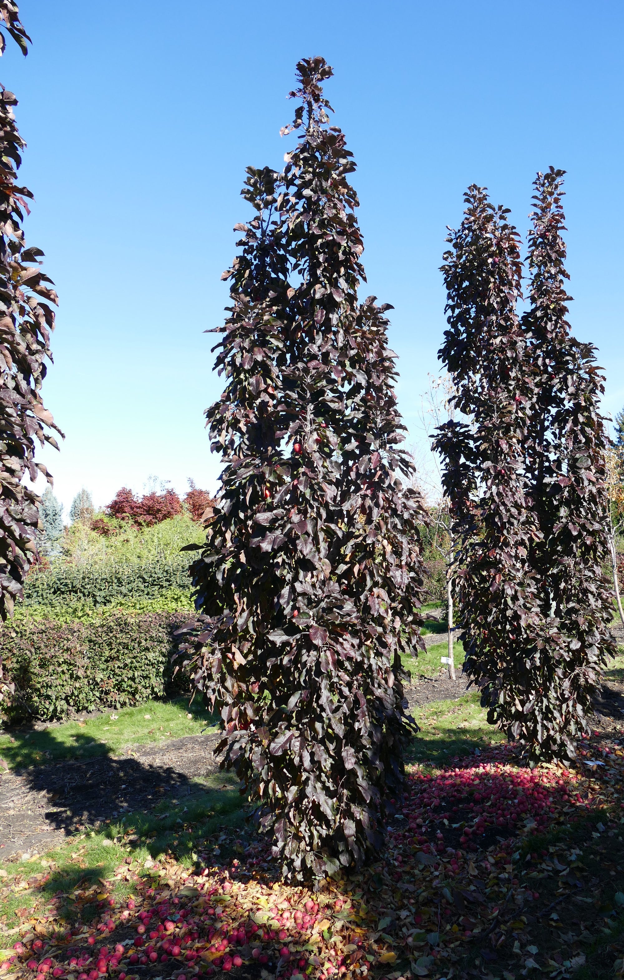 Dreamweaver Crabapple – GardenTap