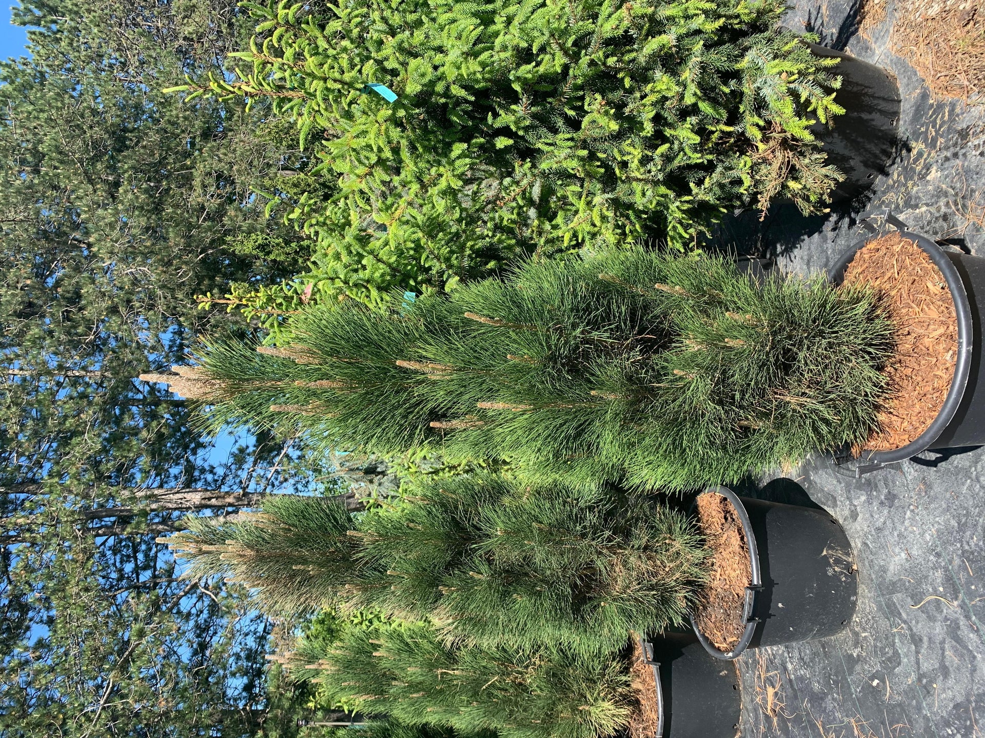 Green Tower Austrian Pine – GardenTap