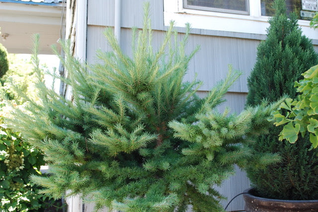 Japanese Dwarf Larch – GardenTap