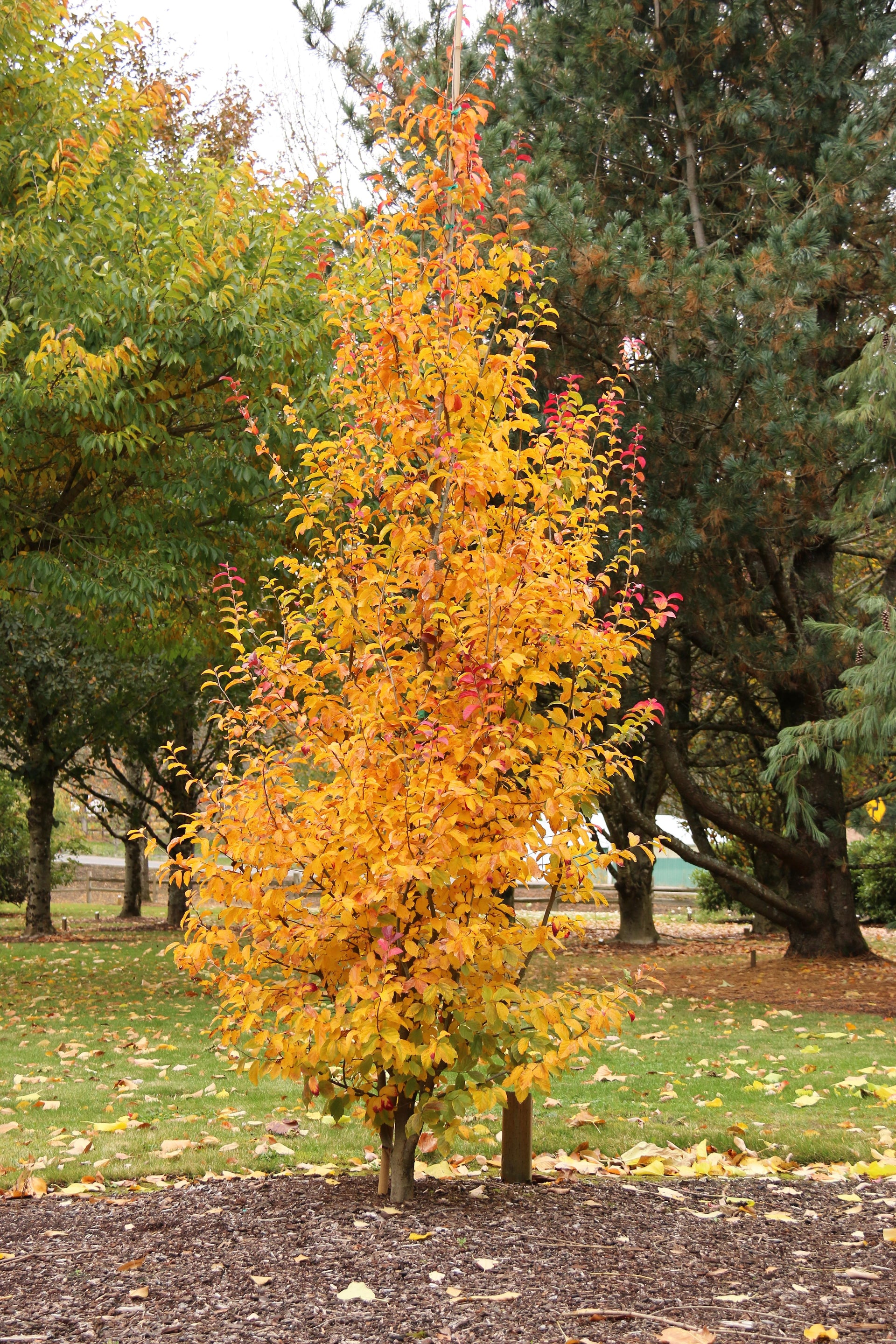 Persian Spire™ Parrotia – GardenTap