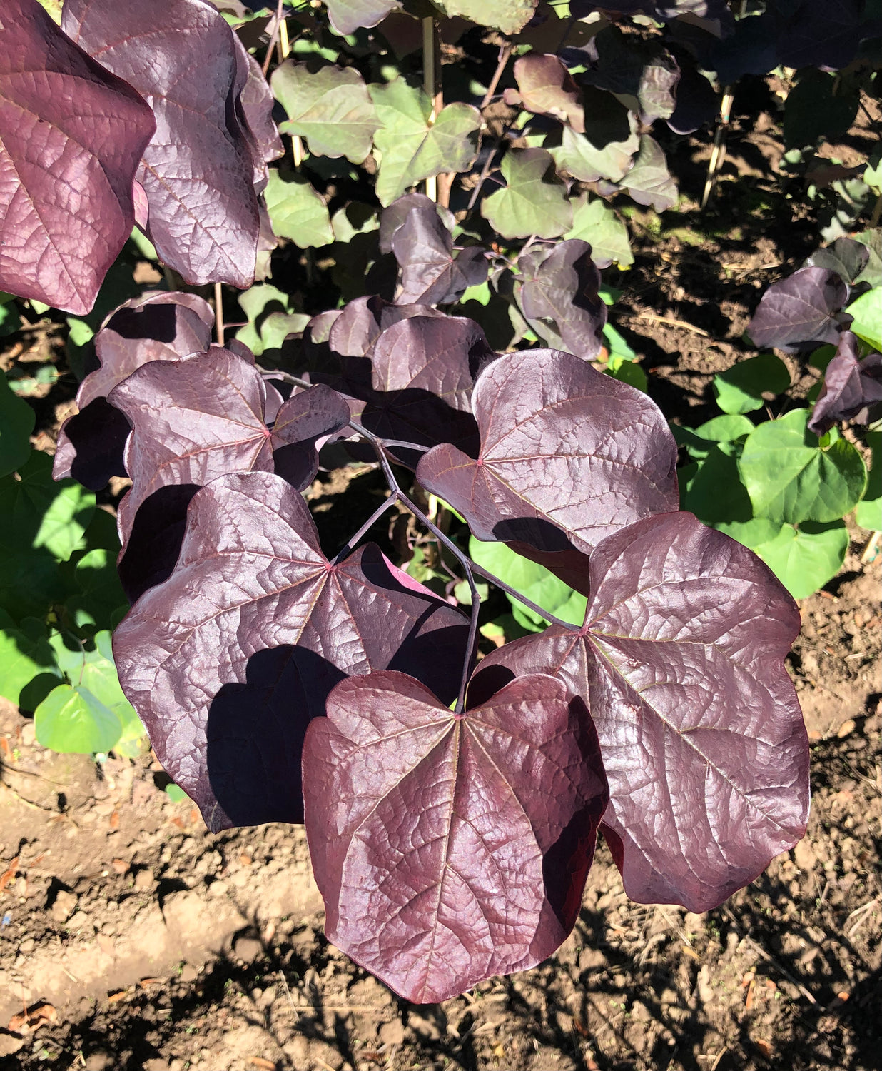 Midnight Express™ Redbud – GardenTap