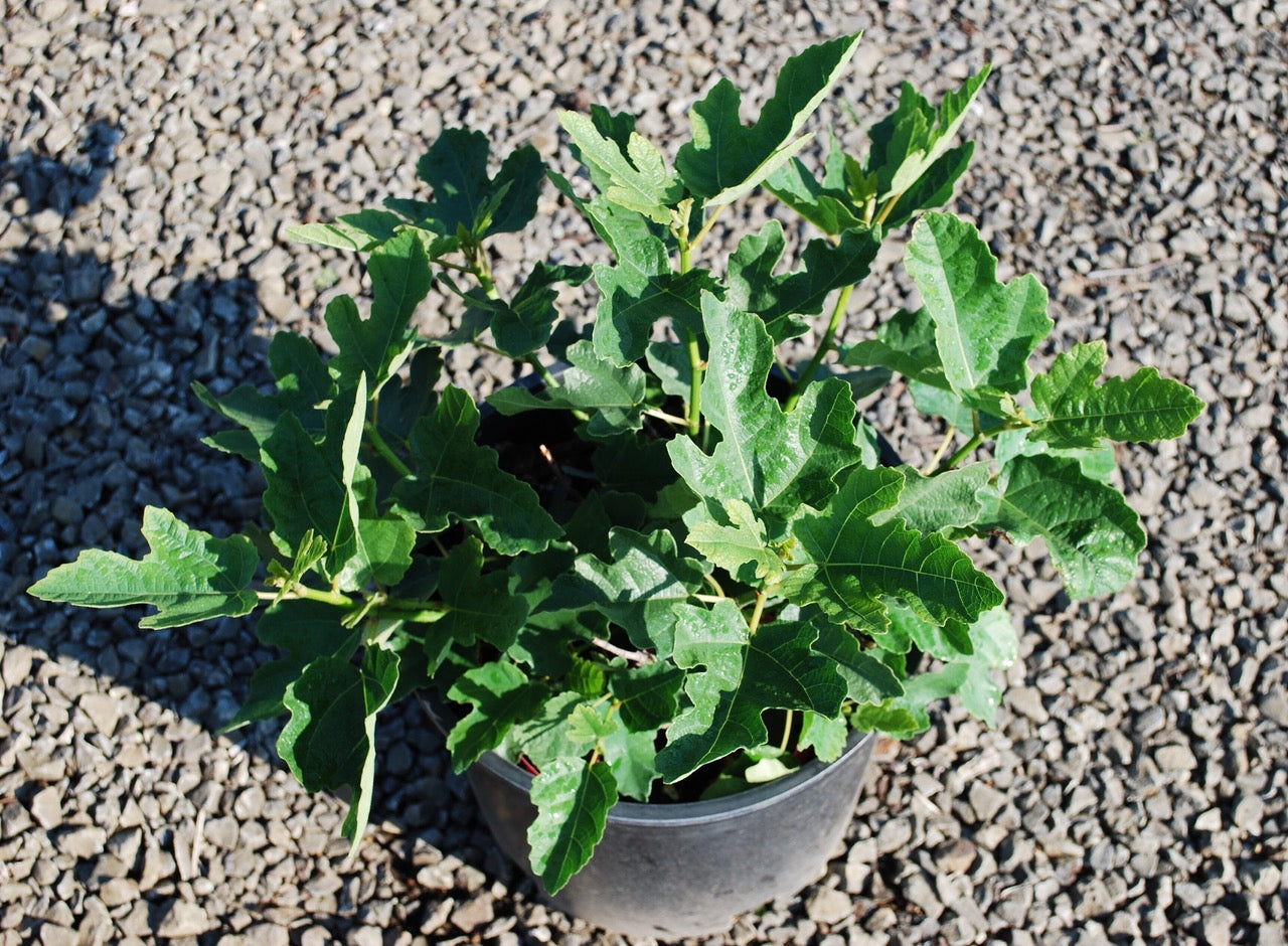 Little Ruby Common Fig – GardenTap