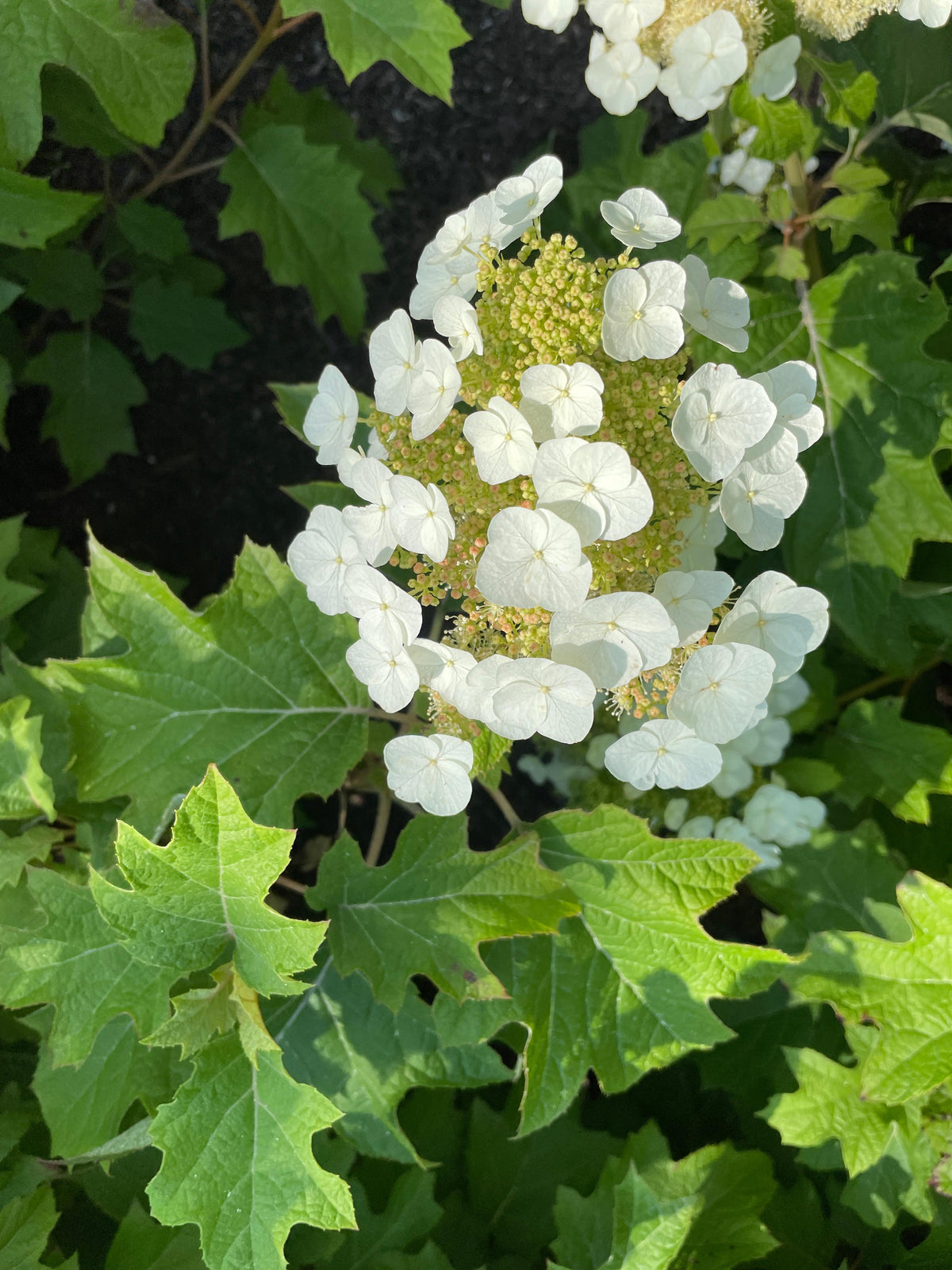 GardenTap