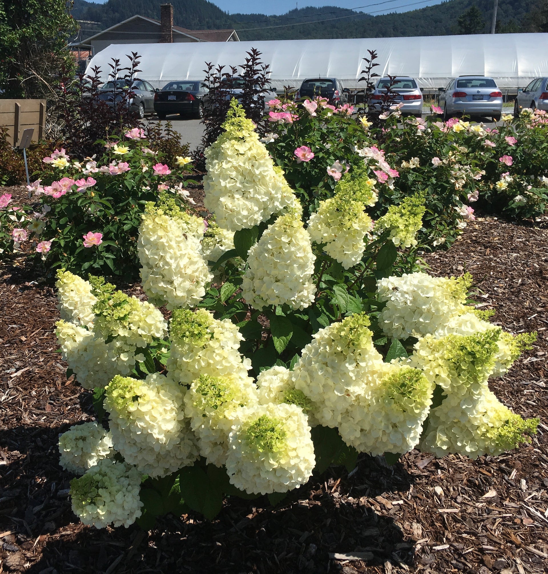 Moonrock® Hydrangea – GardenTap