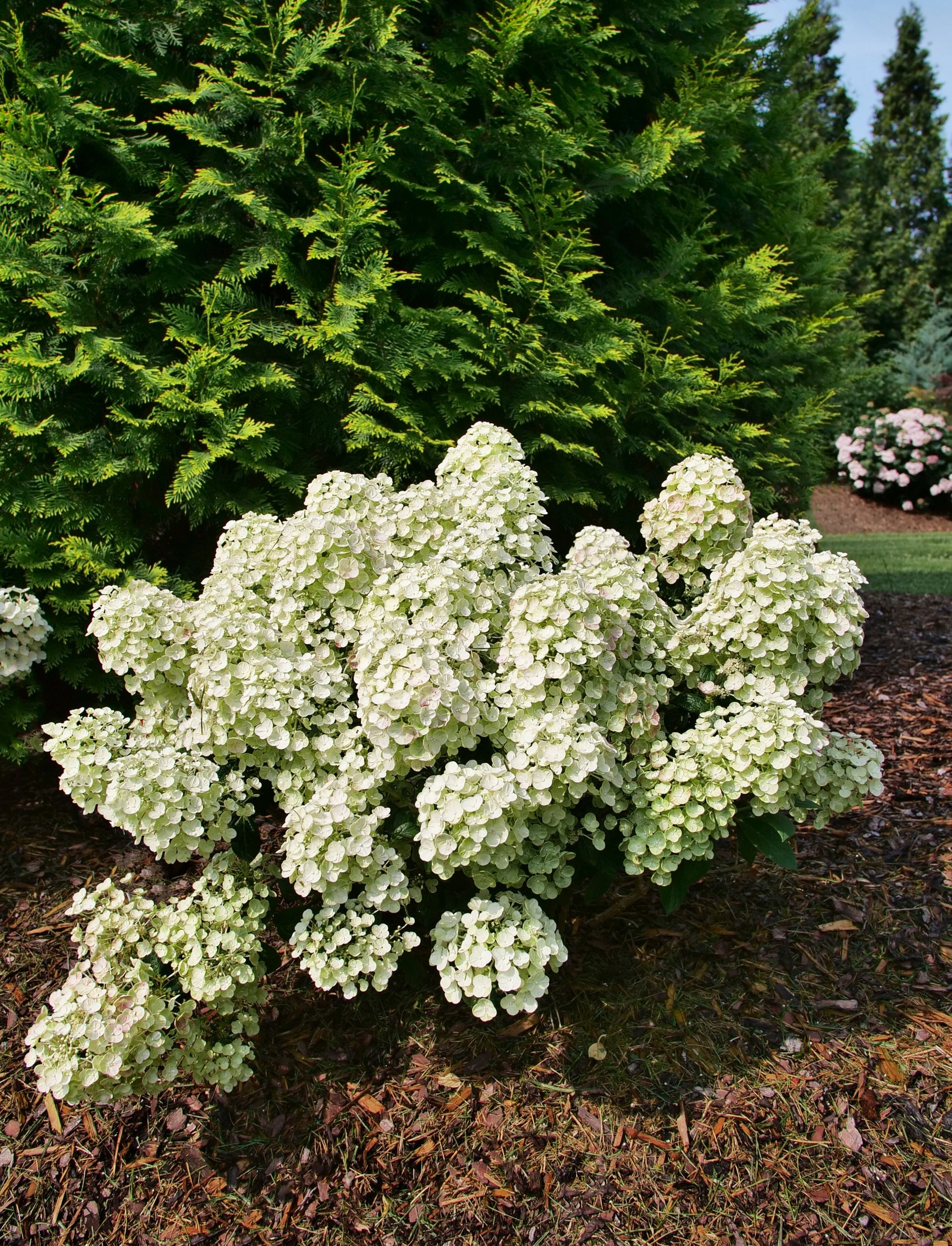 Tiny Quick Fire® Panicle Hydrangea – GardenTap