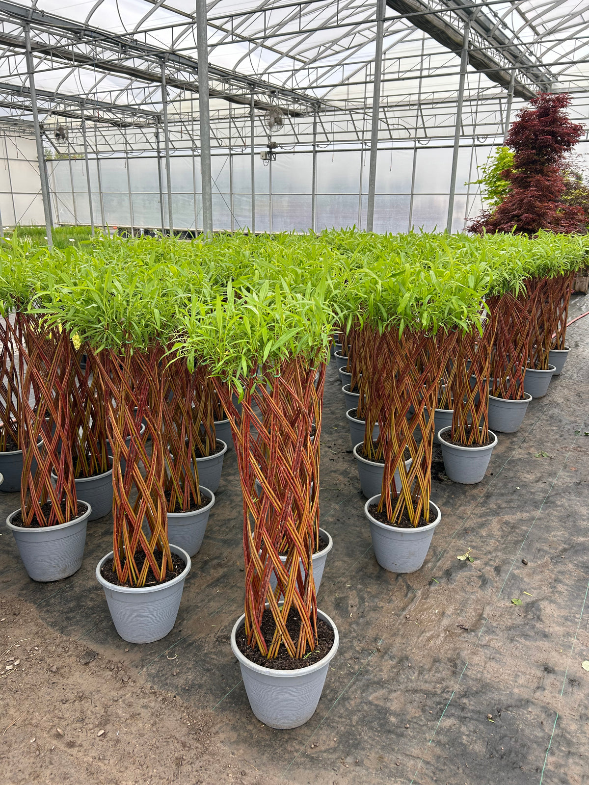 Braided Willow 80cm (12 Pot)" – GardenTap