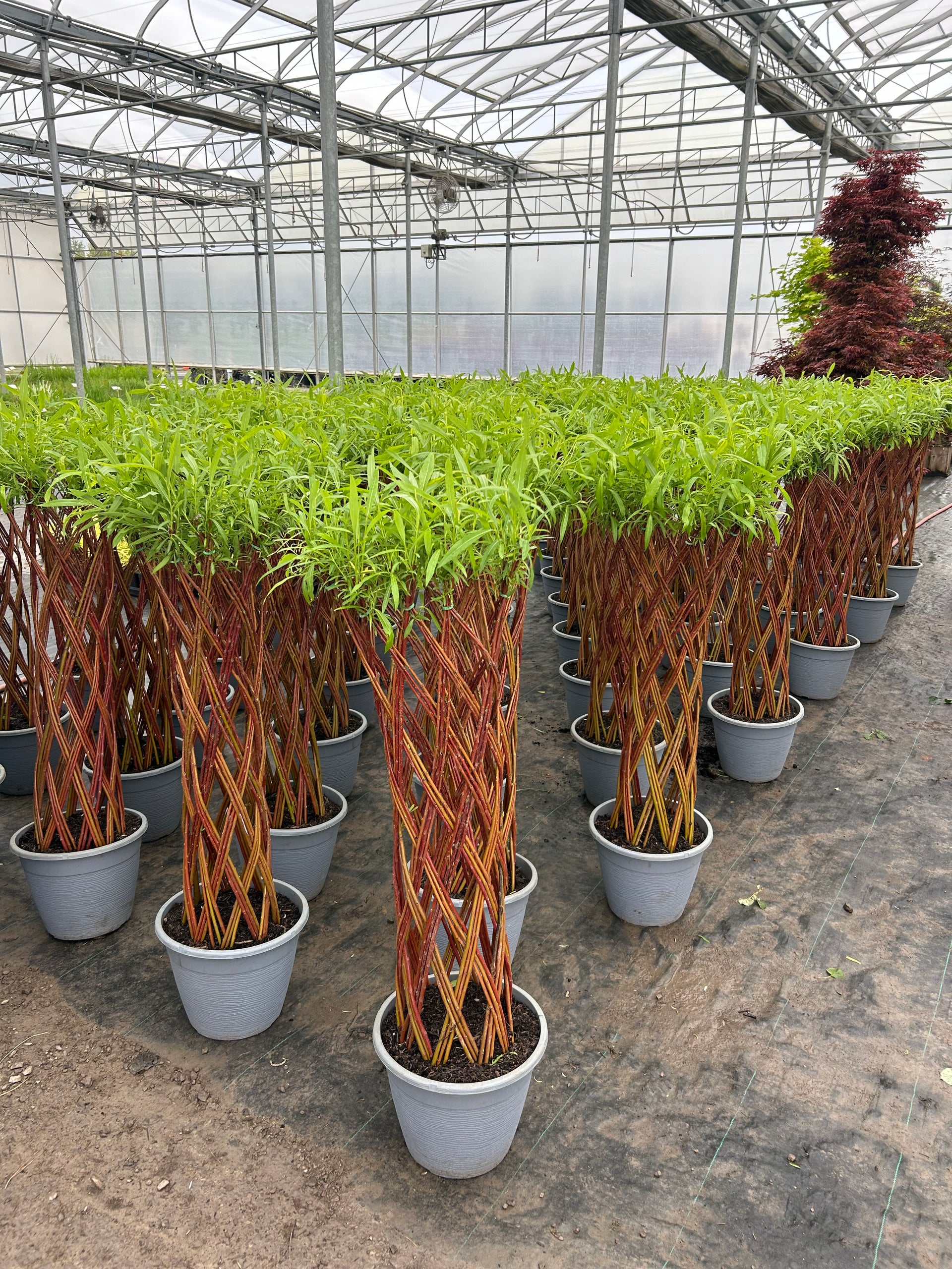 Braided Willow 80cm (12 Pot)" – GardenTap