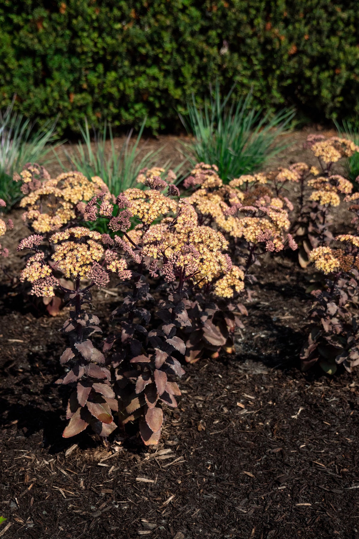 Stonecrop Puff Pastry White Chocolate – GardenTap