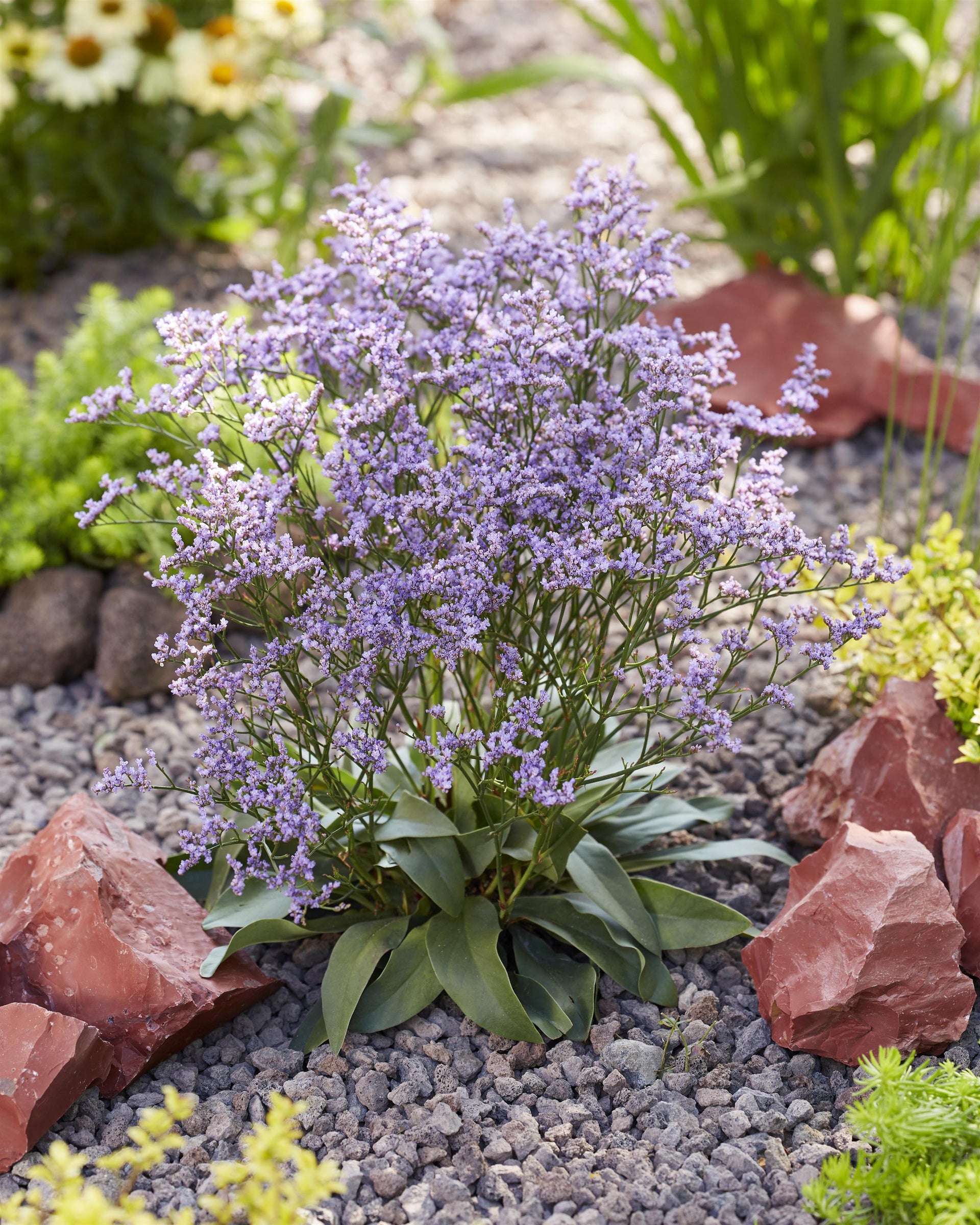 Dazzle Rocks Sea Lavender – GardenTap