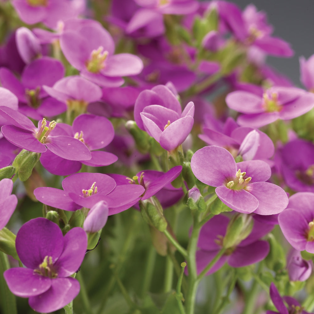 Little Treasure™ Deep Rose Rock Cress – GardenTap