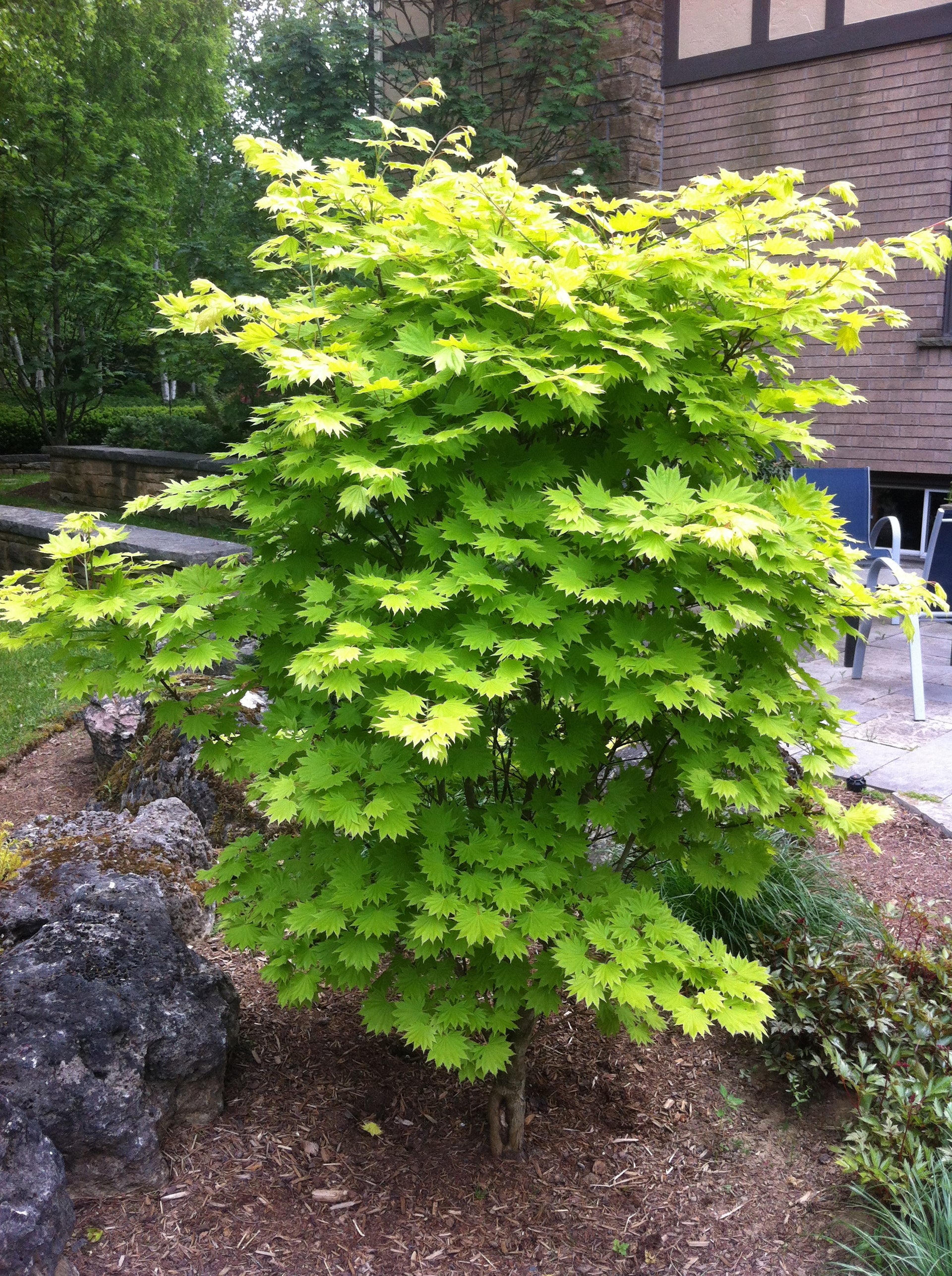 Golden Full Moon Maple – GardenTap