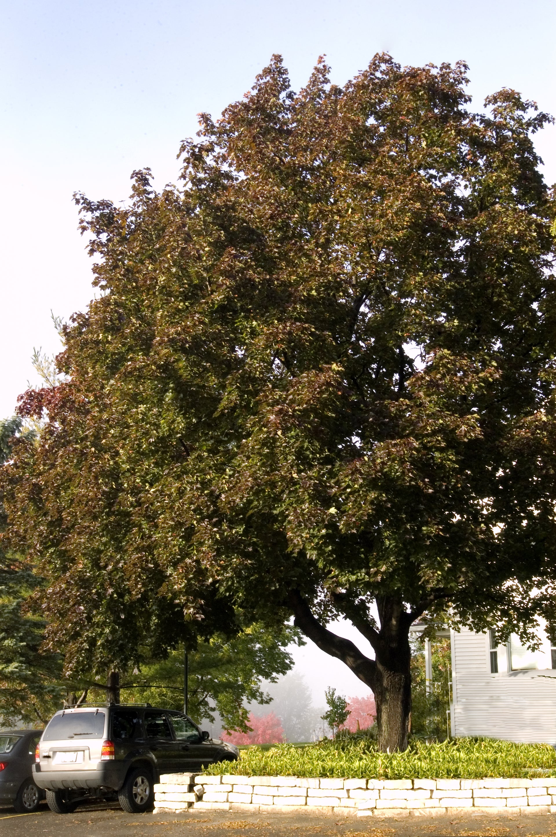 Deborah Maple – GardenTap