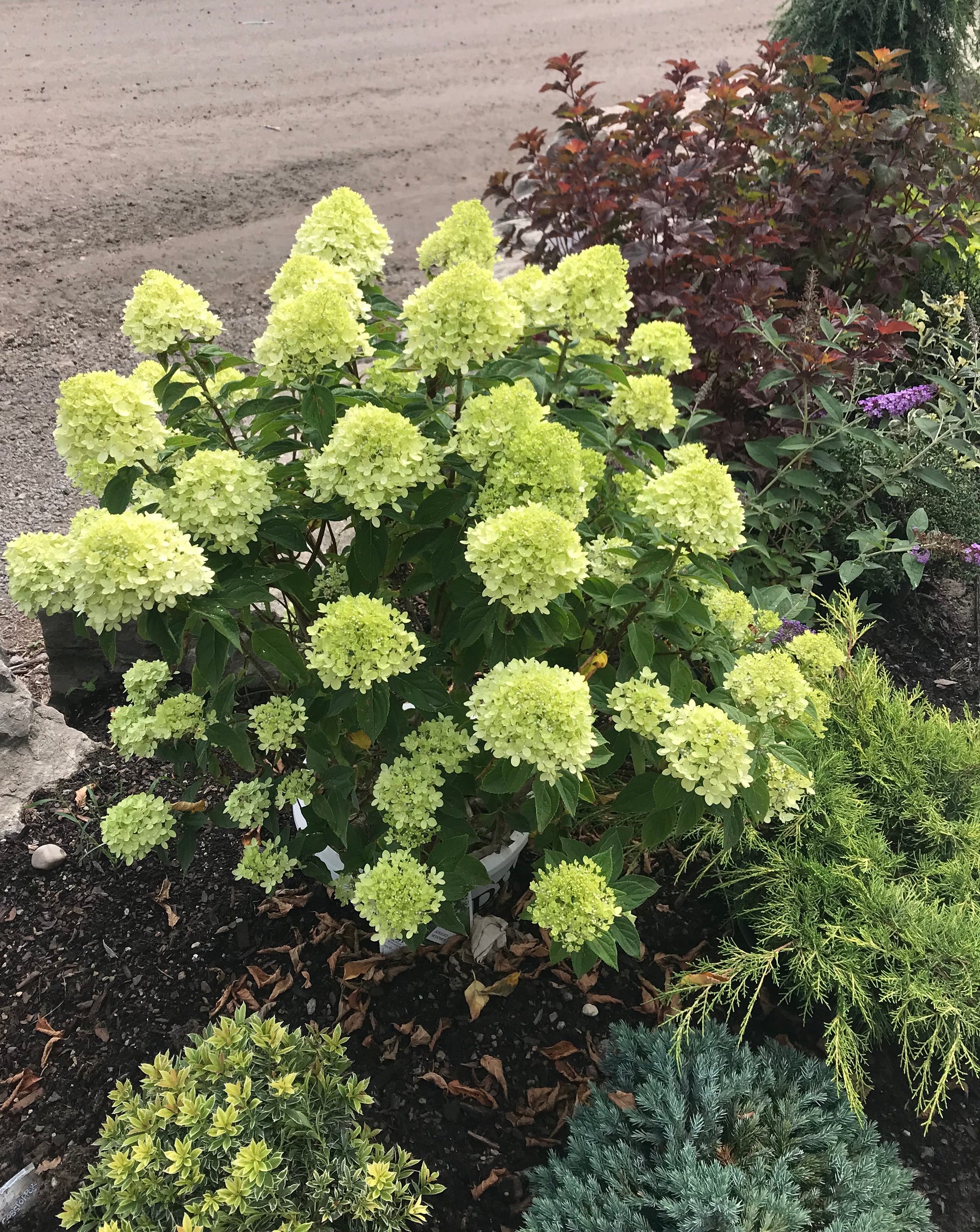 Little Lime® Hydrangea – GardenTap