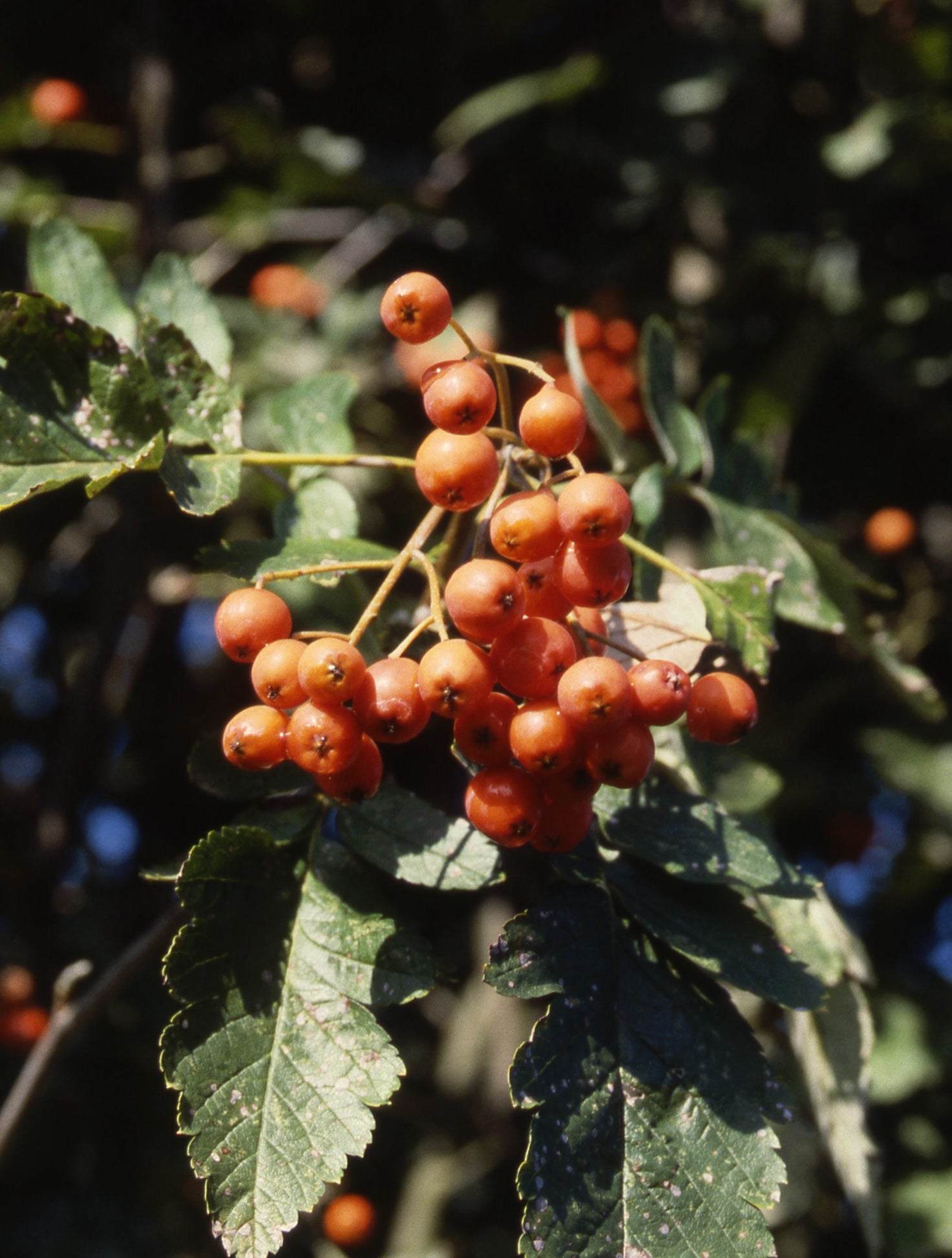 Oakleaf Mountainash – GardenTap