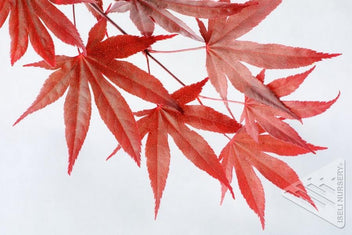 Fireglow Japanese Maple – GardenTap