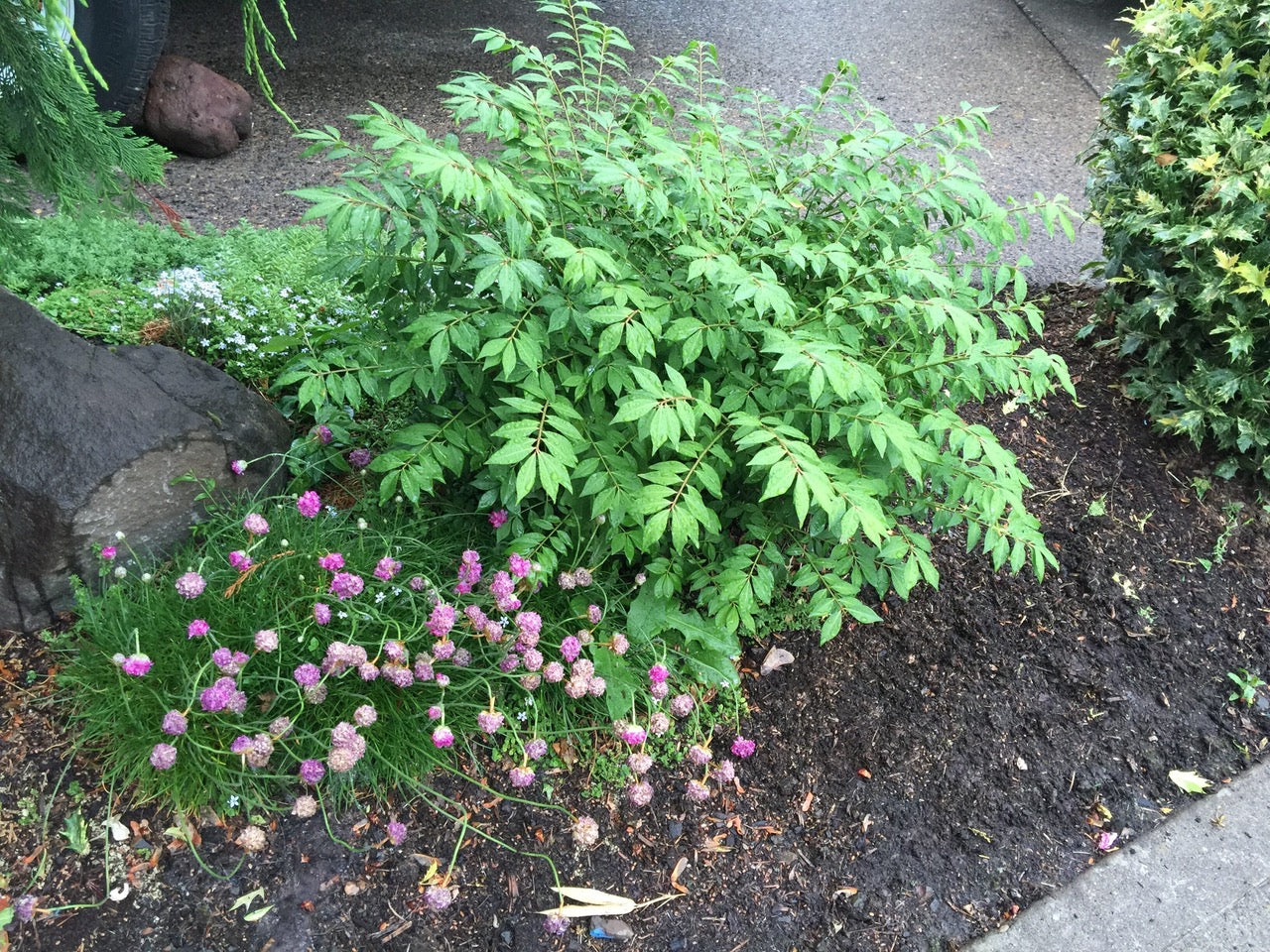 Little Moses Burning Bush – GardenTap