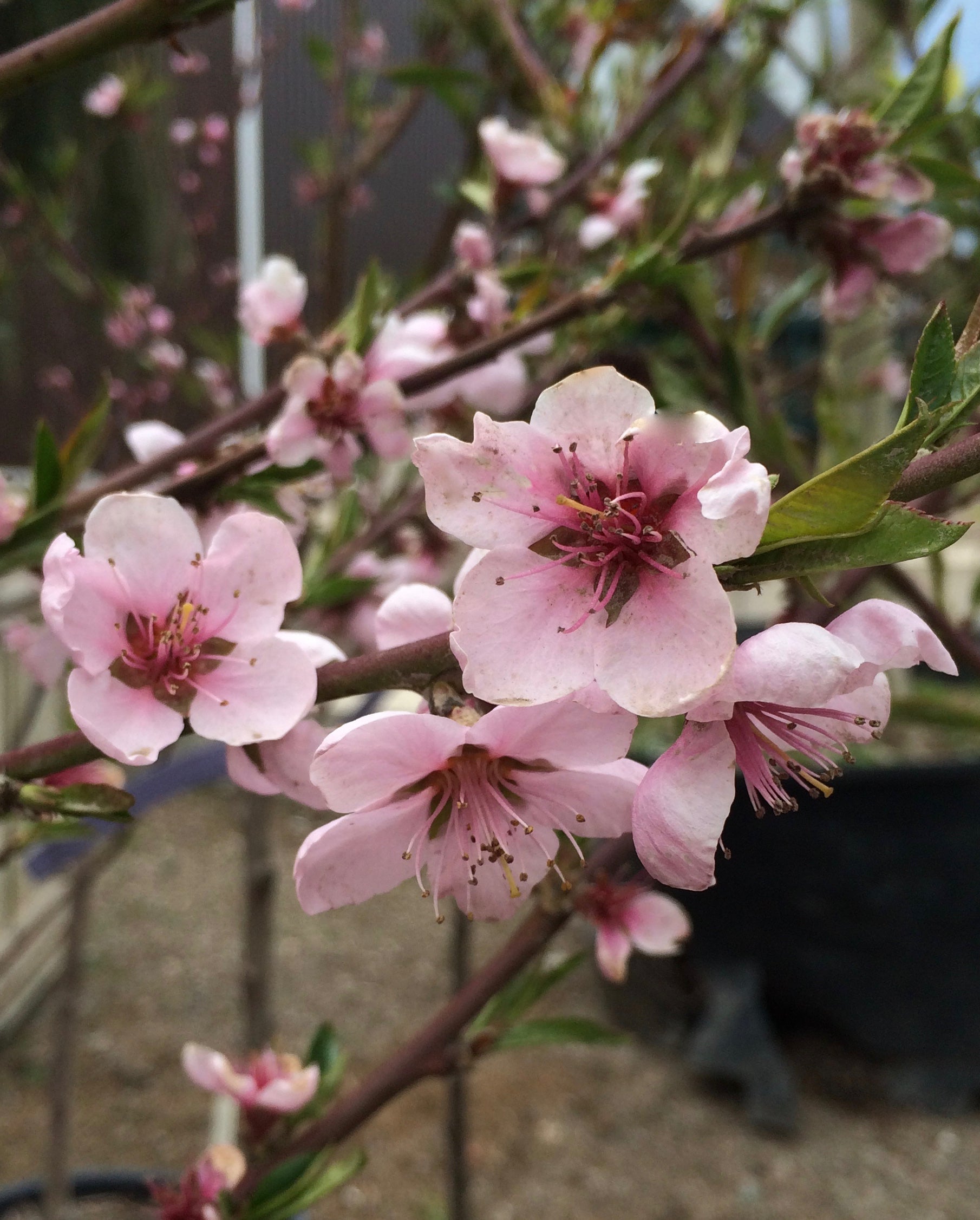 Veteran Peach – GardenTap