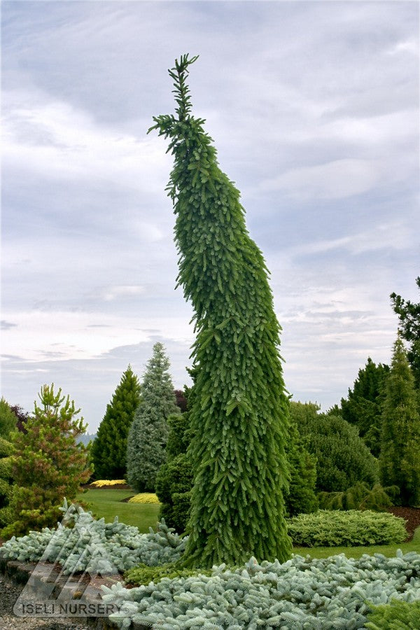 Bruns Weeping Serbian Spruce – GardenTap