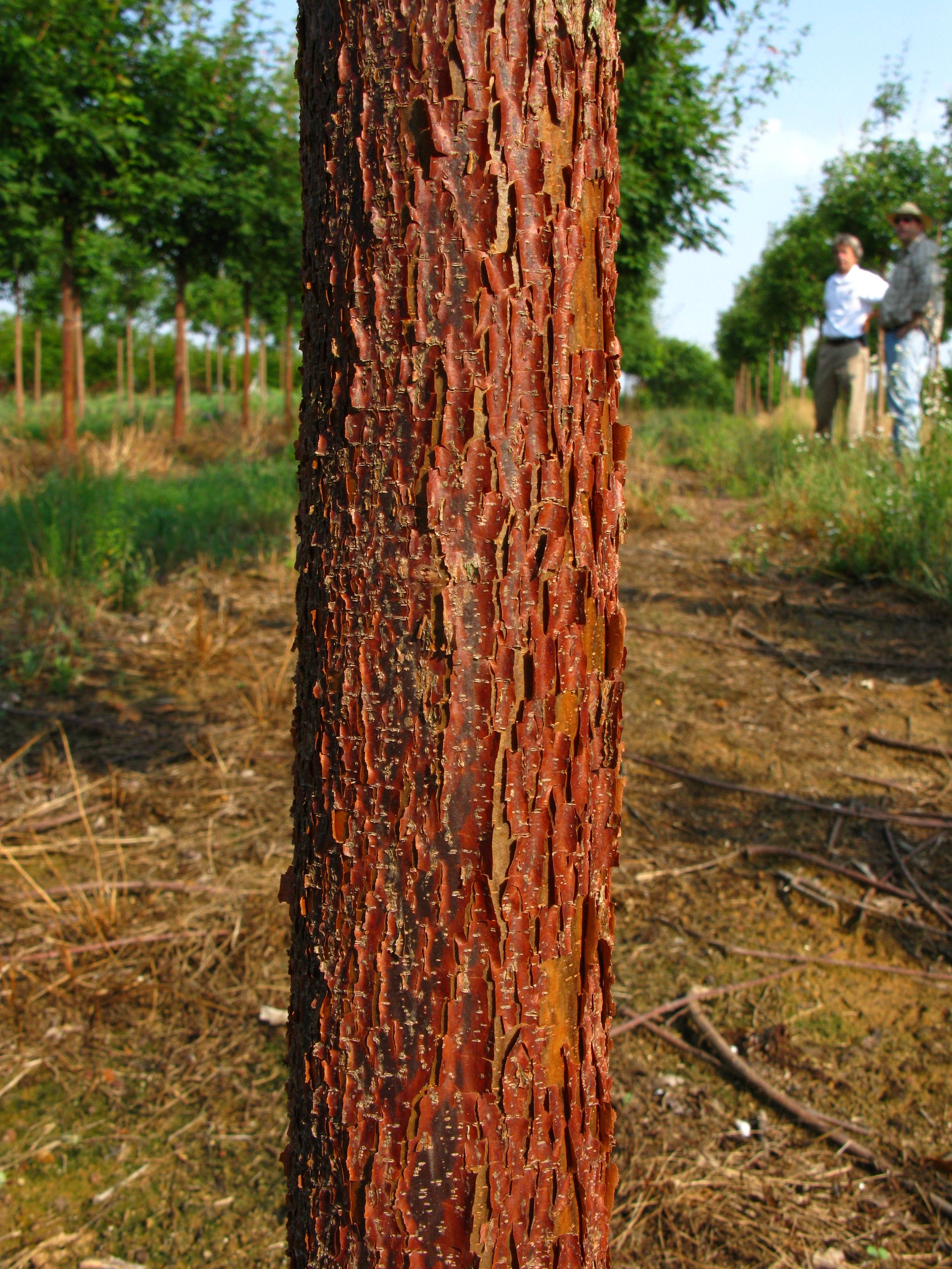 Cinnamon Girl™ Maple – GardenTap