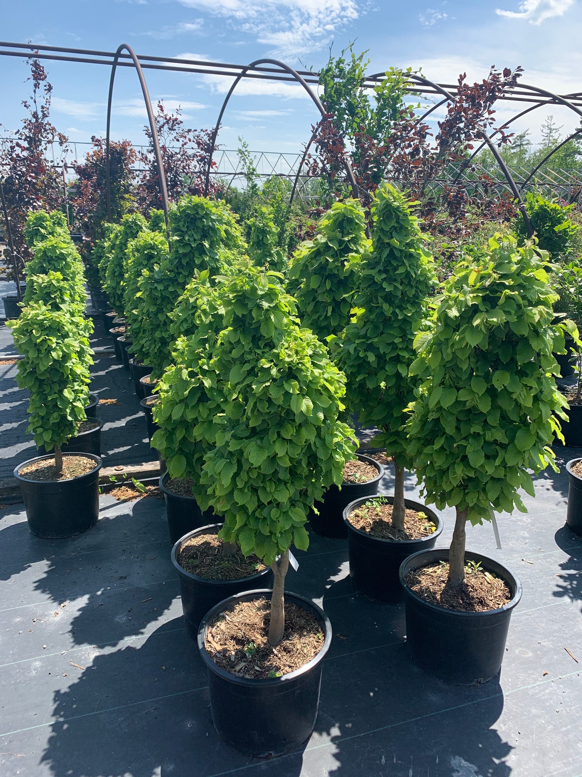 Dwarf Columnar Hornbeam – GardenTap