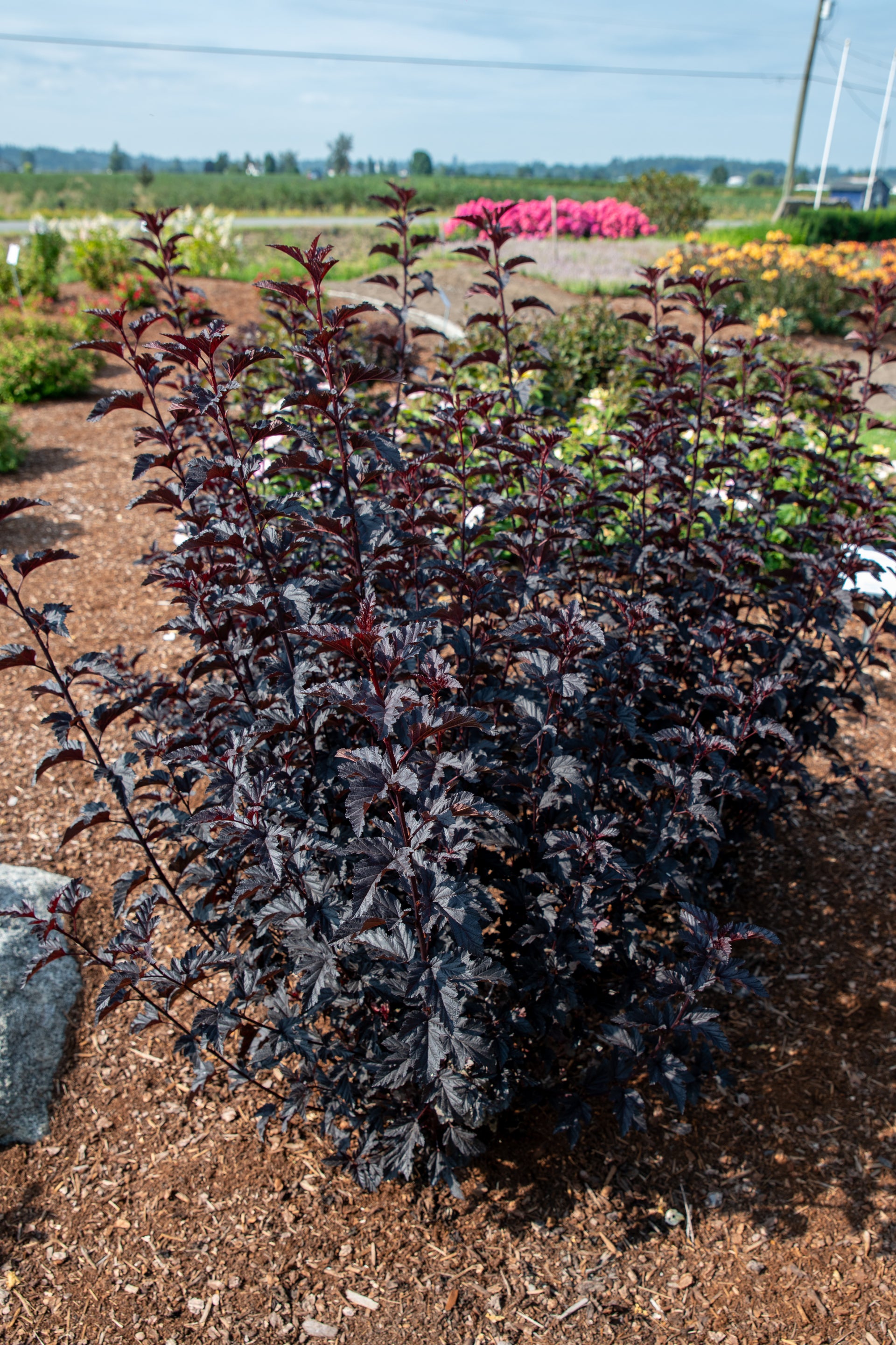 Panther® Ninebark – GardenTap