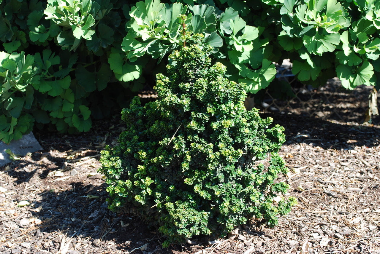 Dwarf Japanese Holly – GardenTap