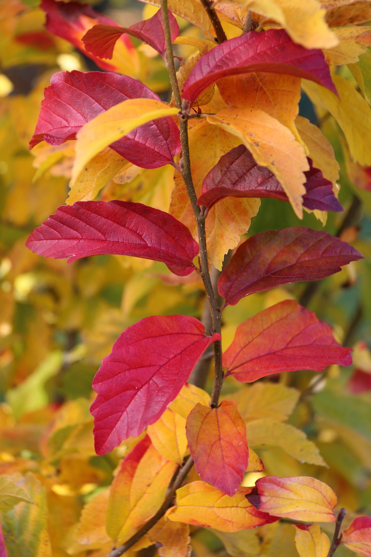 Persian Spire™ Parrotia – GardenTap