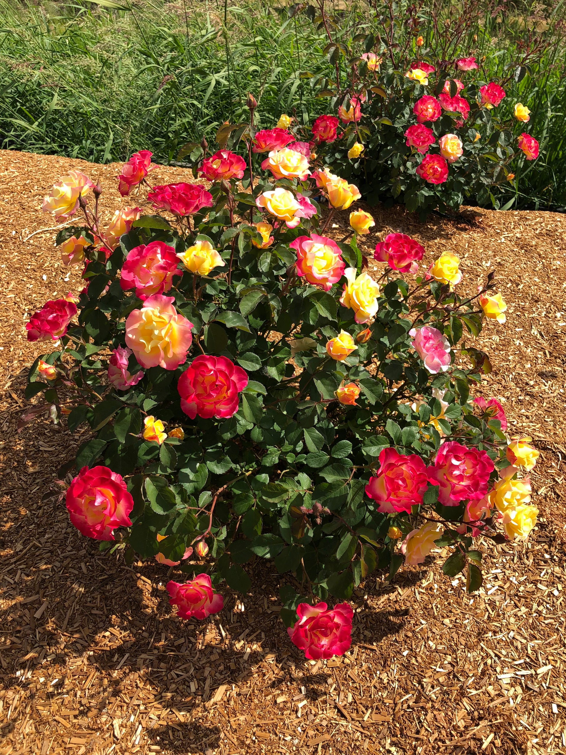 Gumball Goody™ Rose – GardenTap