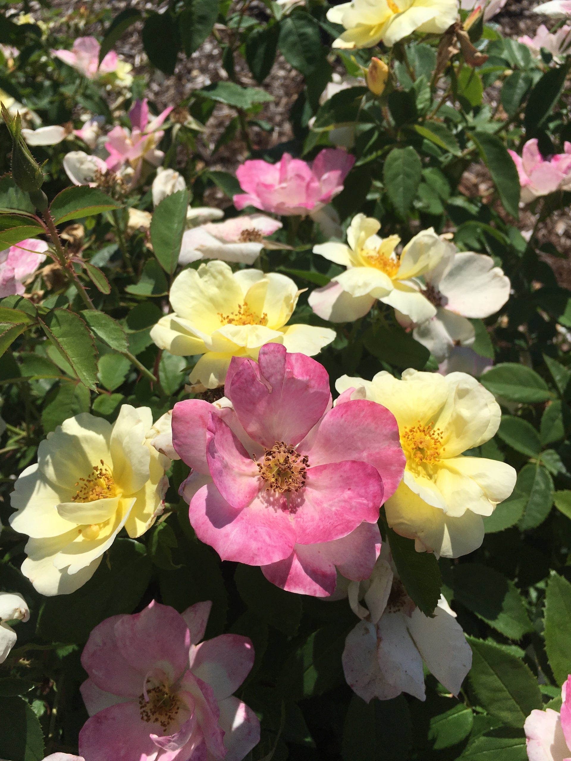 Peach Lemonade® Rose – GardenTap