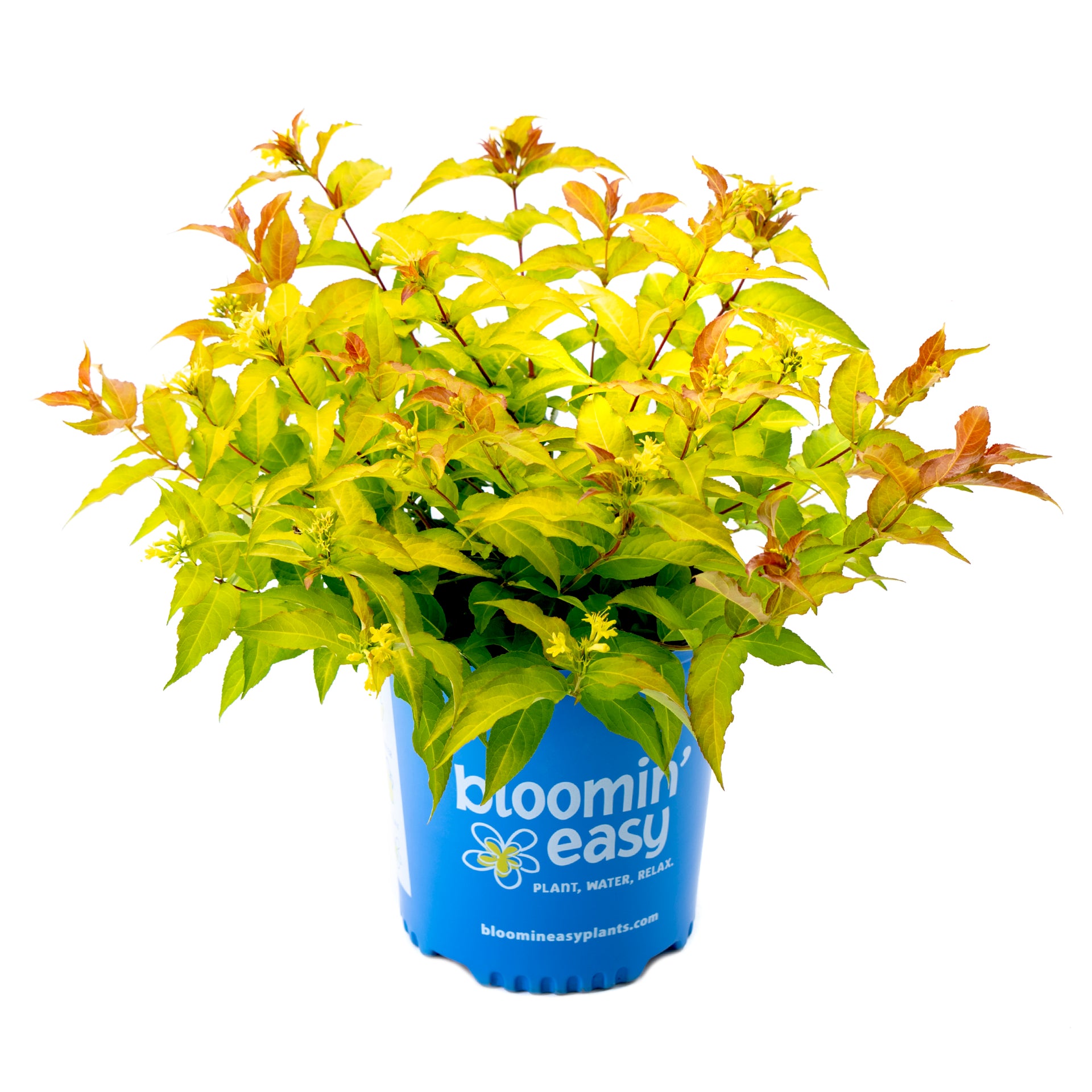 Firefly™ Bush Honeysuckle – GardenTap