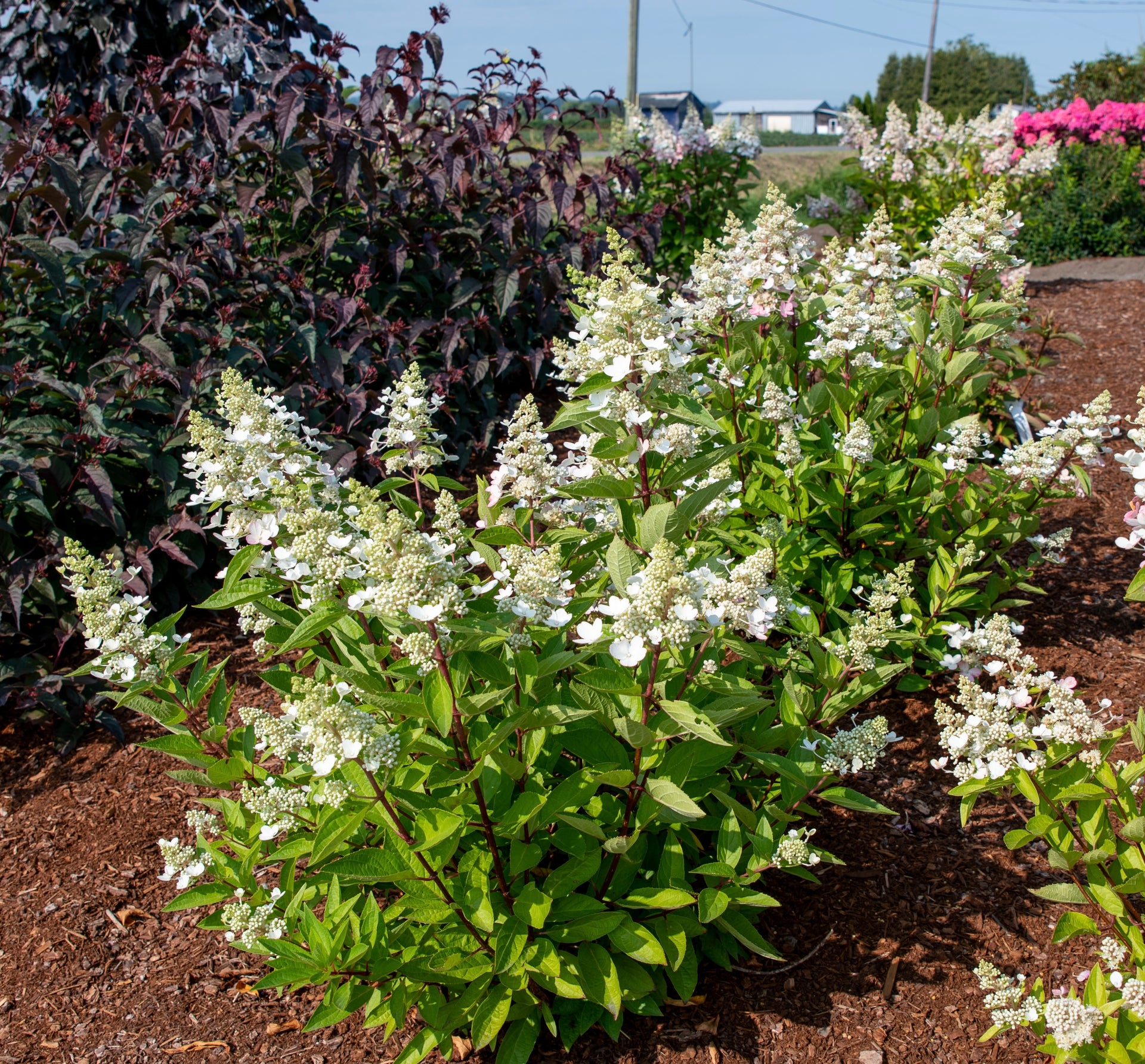 Flare™ Hydrangea – GardenTap